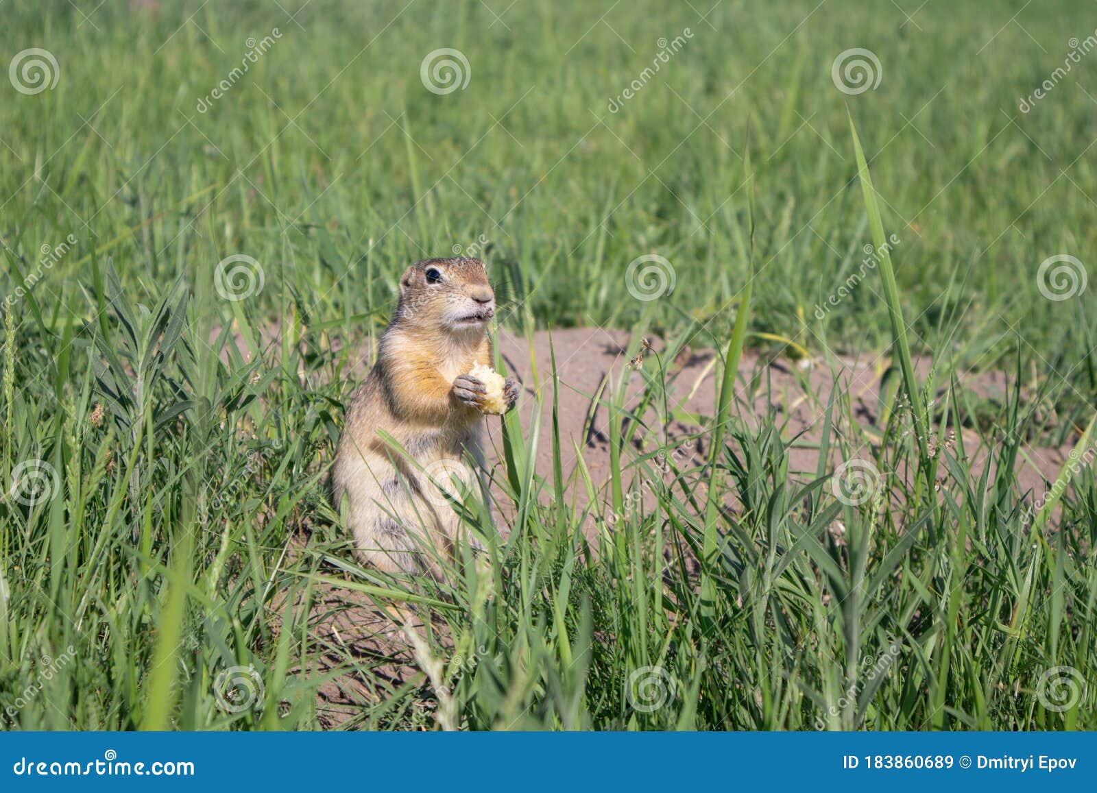 A Wild Gopher Eating a Piece of Cheese Near His Hole in Grass on Meadow ...