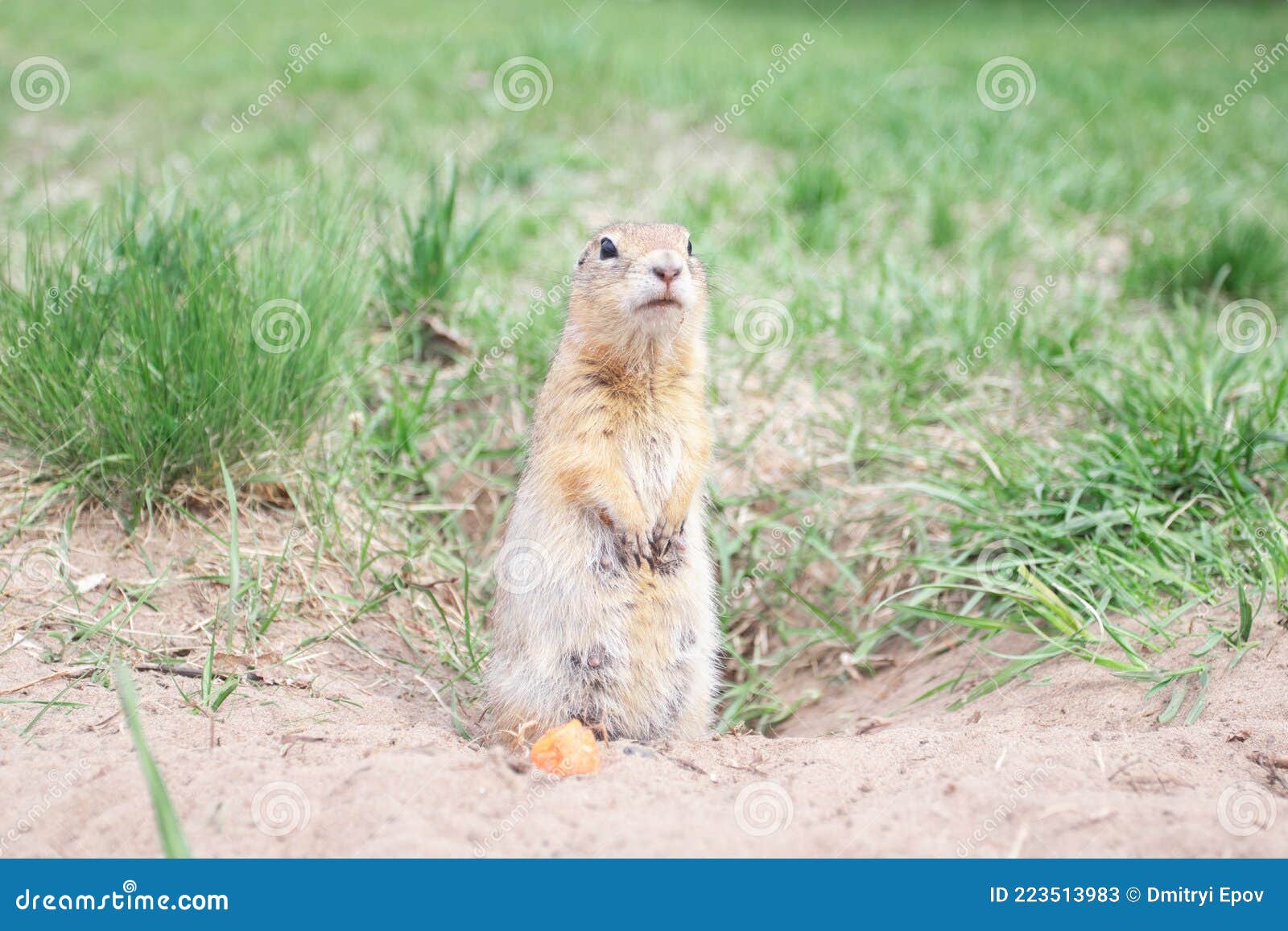 Wild Gopher Standing and Looking Near the Burrow Stock Image - Image of ...