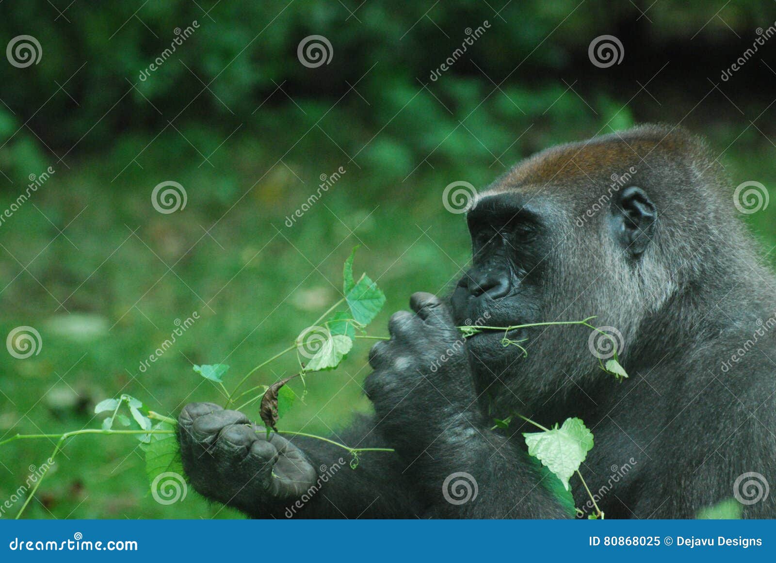 Wild Gorilla Eating Green Leaves Stock Image - Image of eastern, nature ...