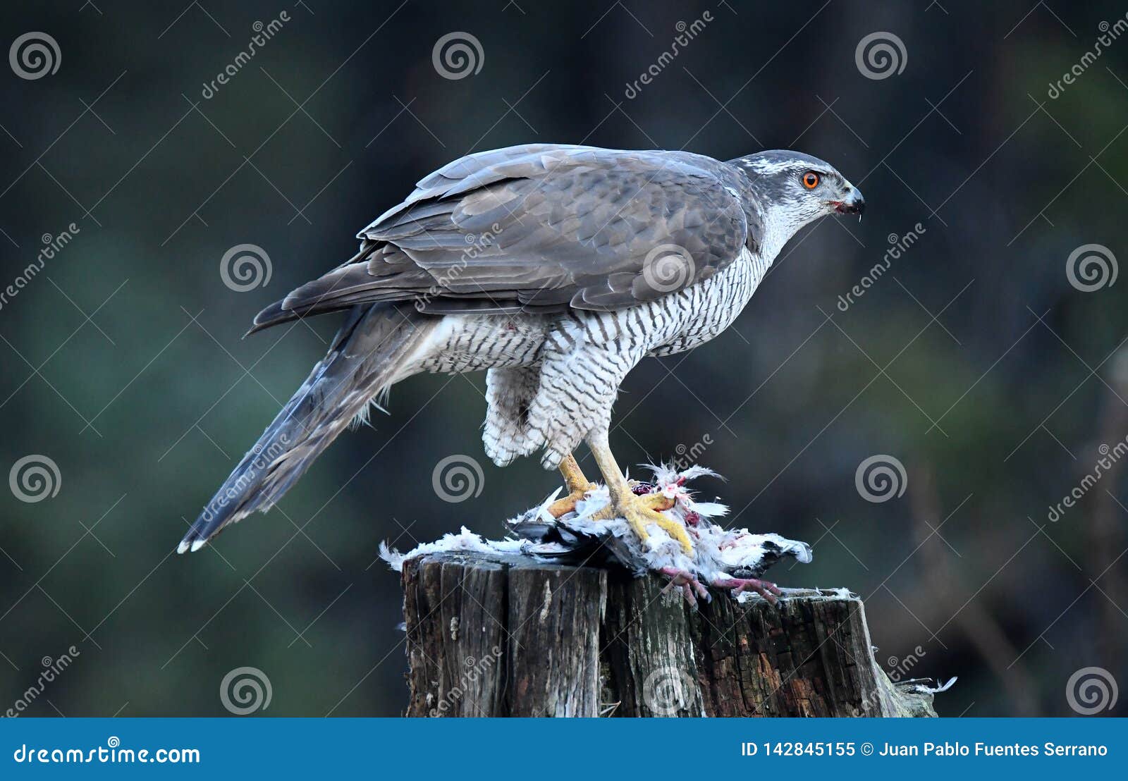 Wild goshawk in the wild stock image. Image of animals - 142845155