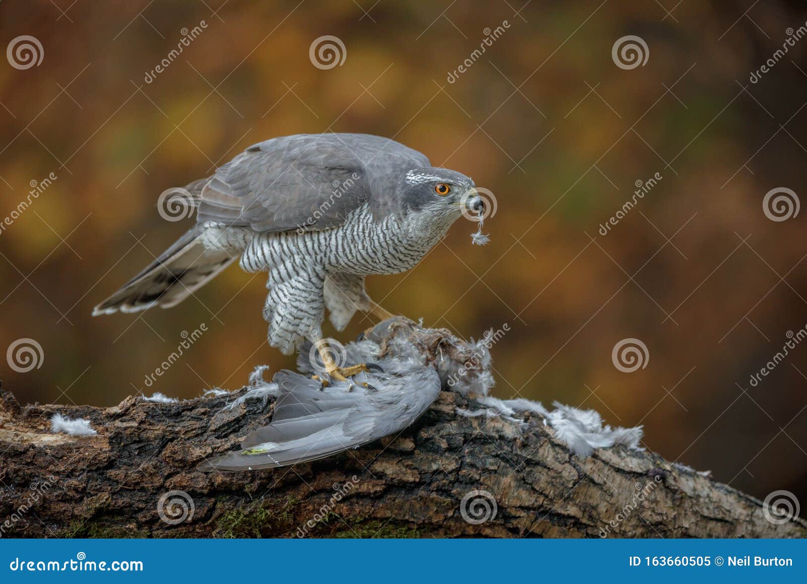 Wild Goshawk Feeding on Prey Stock Image - Image of european, animal ...