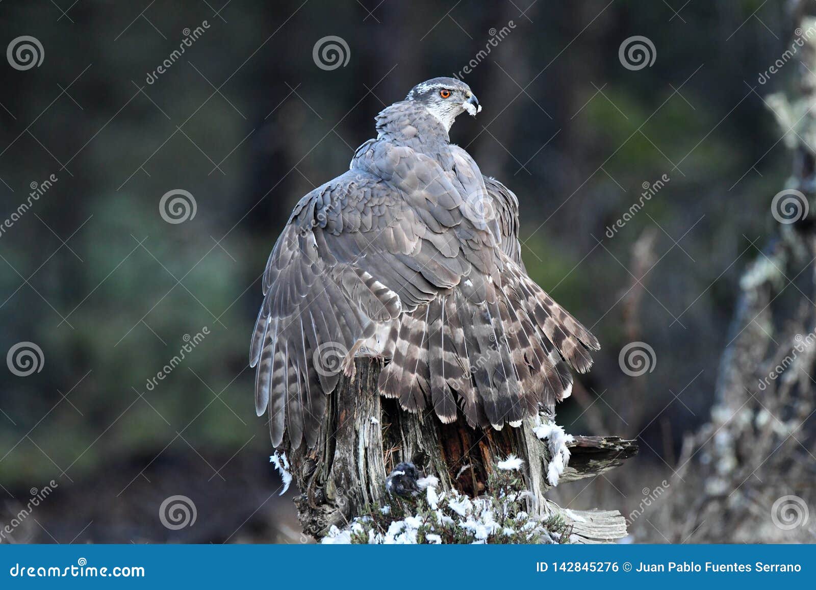 Wild goshawk stock photo. Image of spring, mountain - 142845276