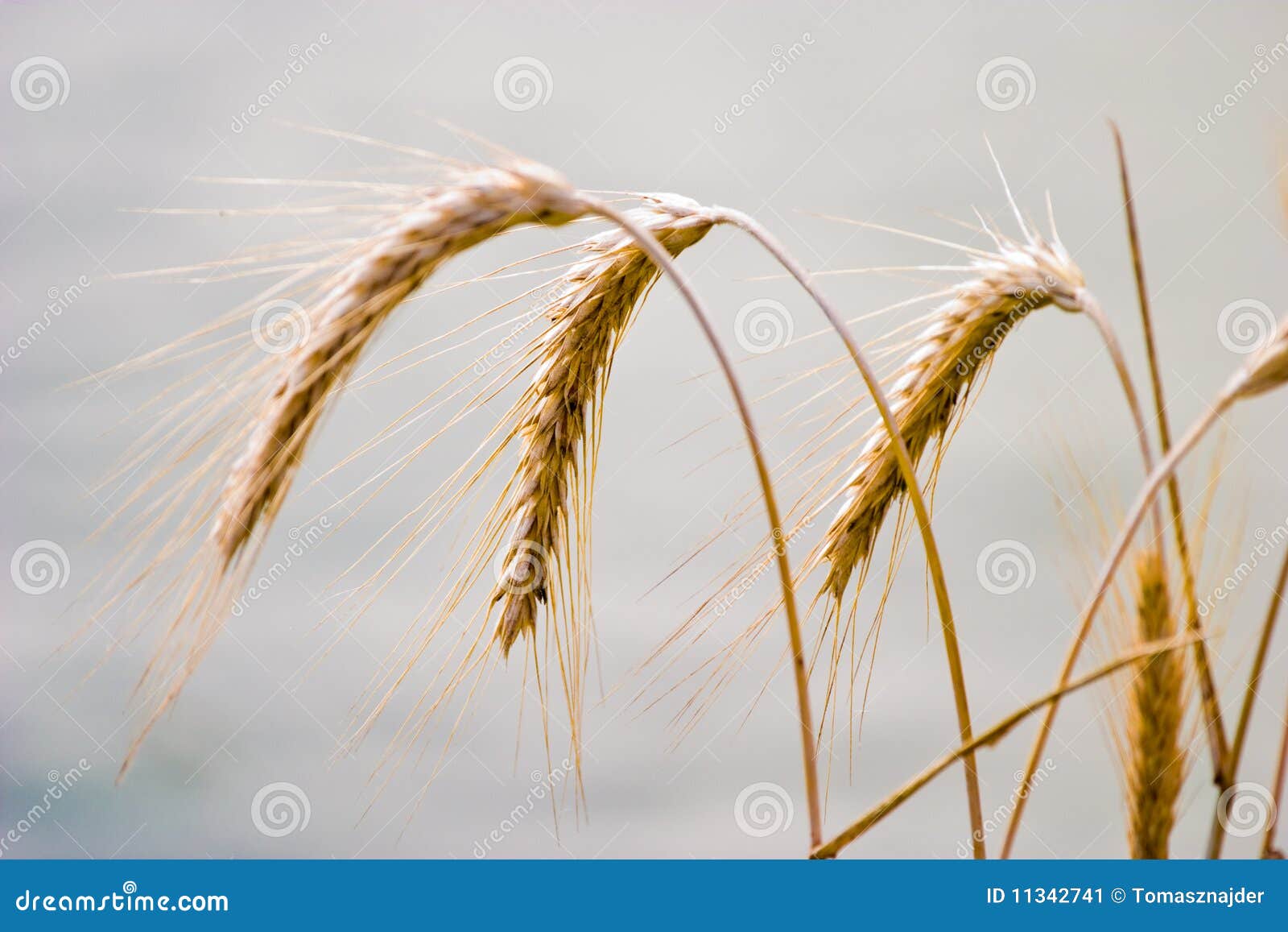 Wild grain stock image. Image of farm, countryside, summer - 11342741