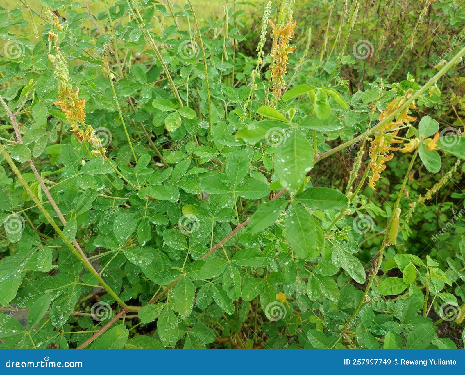 Wild Grain Plants Thrive in Asia Stock Image - Image of deciduous ...