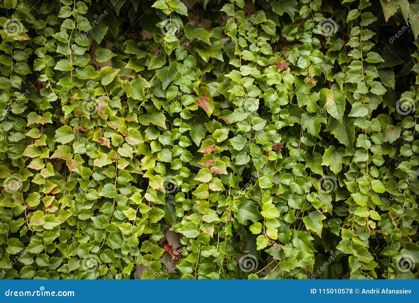 Wild grape green wall stock photo. Image of blaetter - 115010578