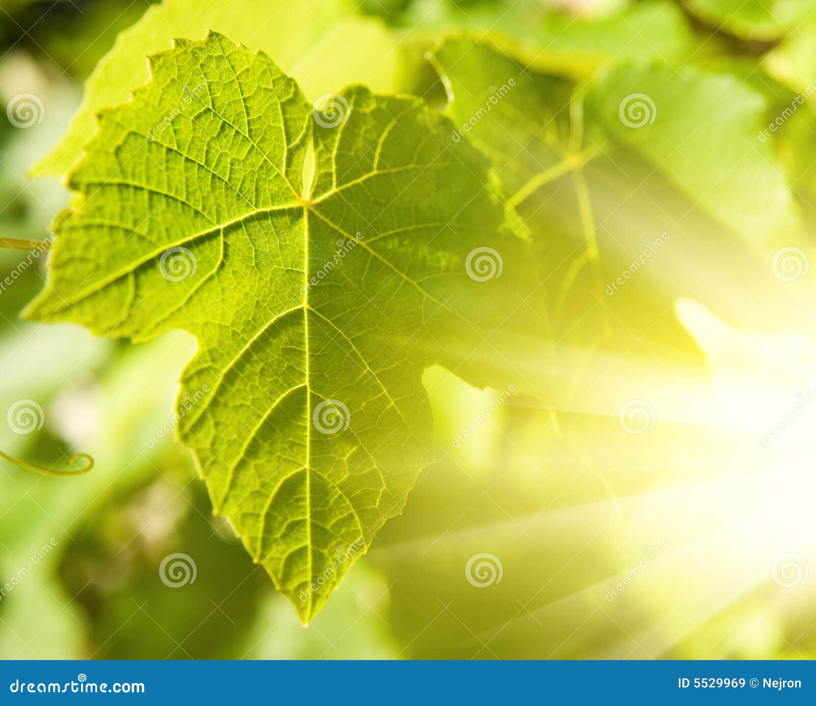 Wild grape leaf stock image. Image of biology, herb, natural - 5529969