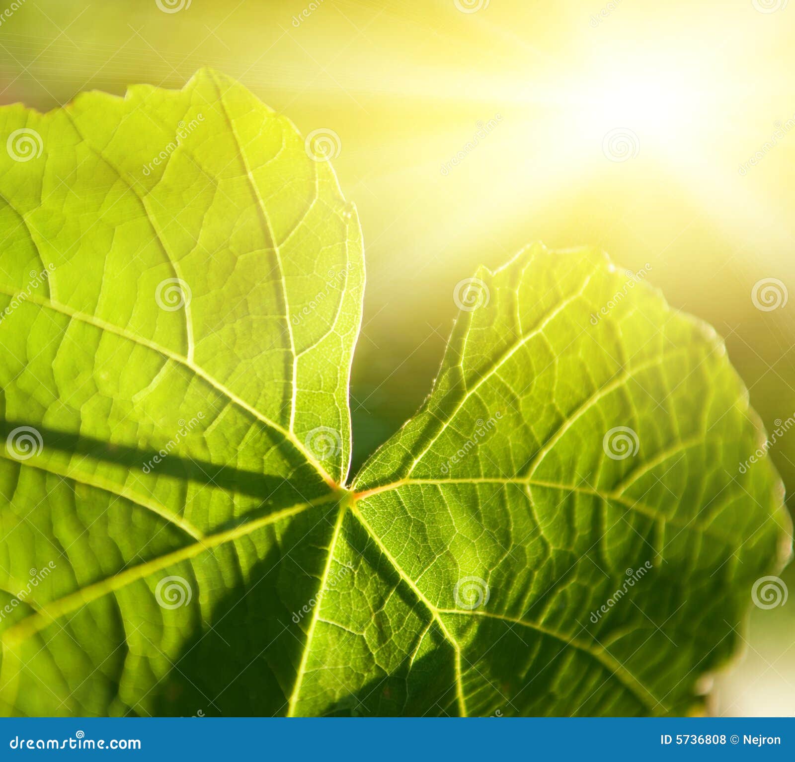 Wild grape leaf stock photo. Image of herb, grape, bright - 5736808