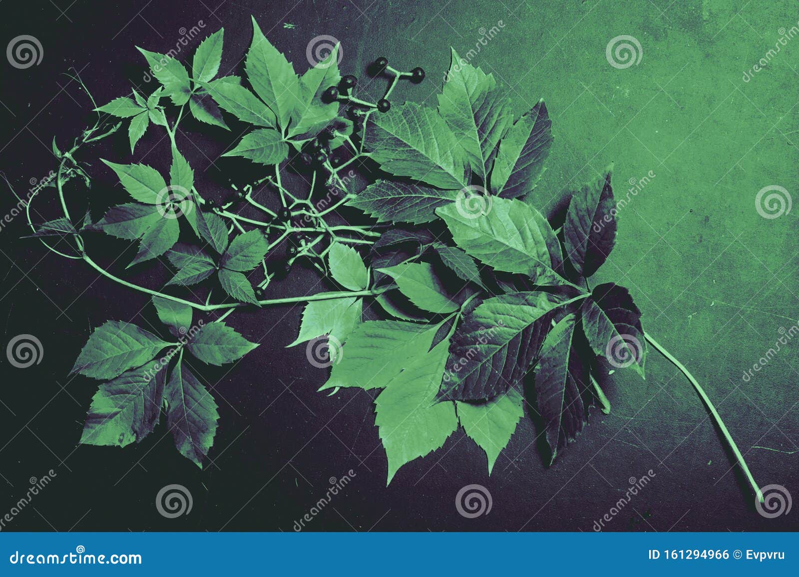 Wild Grape Leaves on a Black Background Stock Photo - Image of botany ...