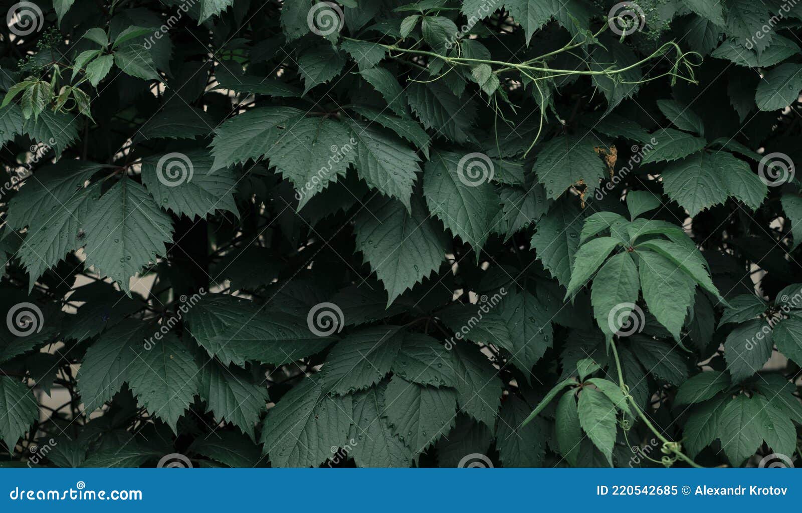 Wild Grape Leaves Covered with Raindrops Stock Image - Image of cover ...