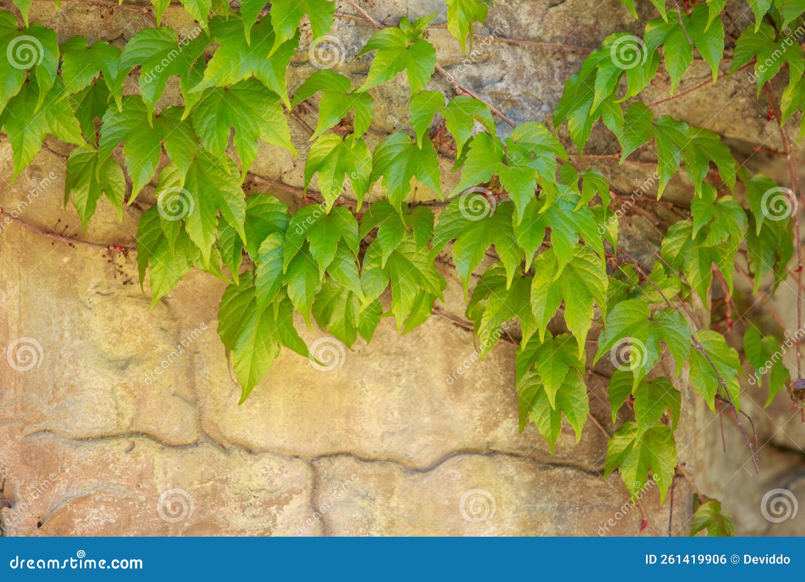 Wild grape leaves stock photo. Image of fresh, leaf - 261419906