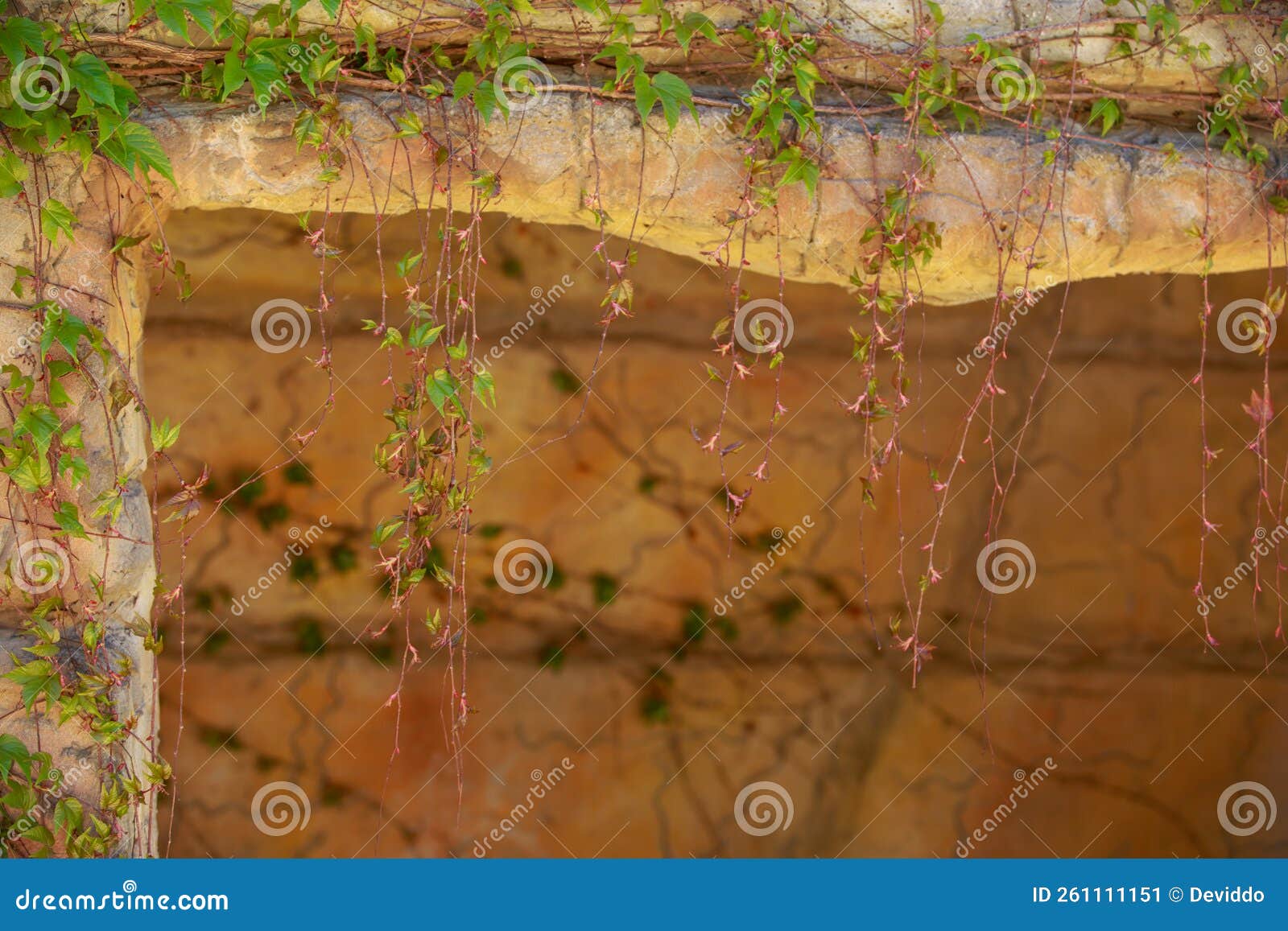 Wild grape leaves stock image. Image of grow, background - 261111151