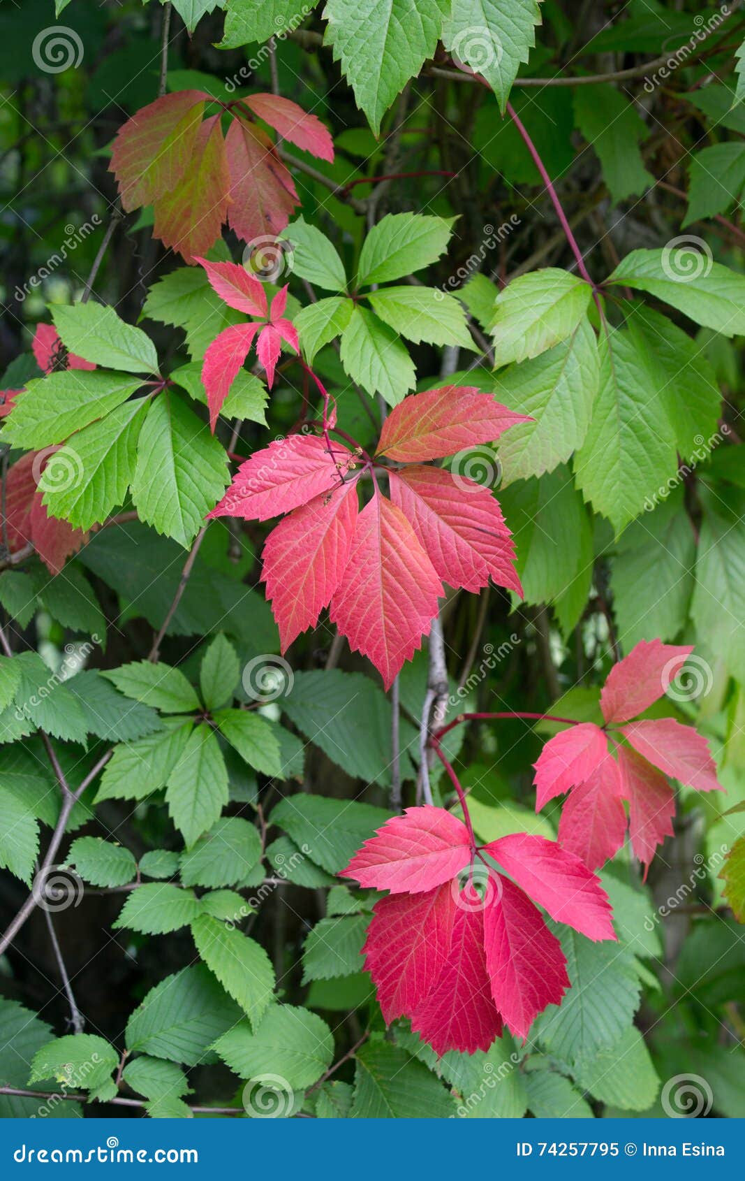 Wild grape leaves stock image. Image of green, vegetation - 74257795