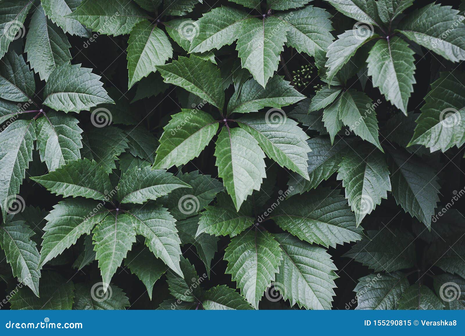 Wild Grape Leaves for Texture, Background from Dark Green Foliage Stock ...