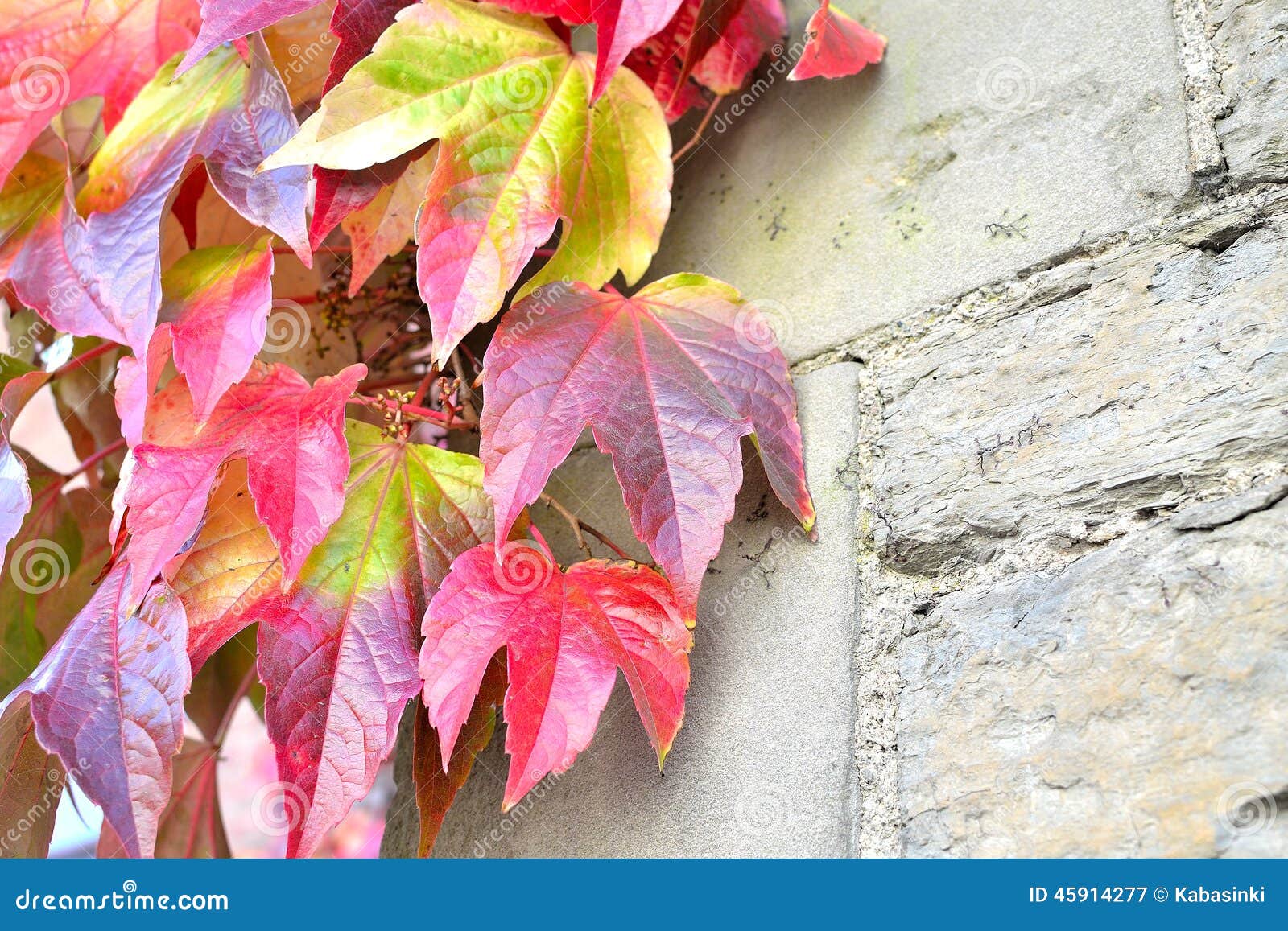 Wild grape plant stock image. Image of green, seasons - 45914277