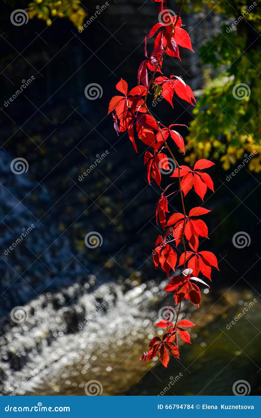 Wild Grape Vine. Red Grape Leaves. Stock Photo - Image of blue, creeper ...