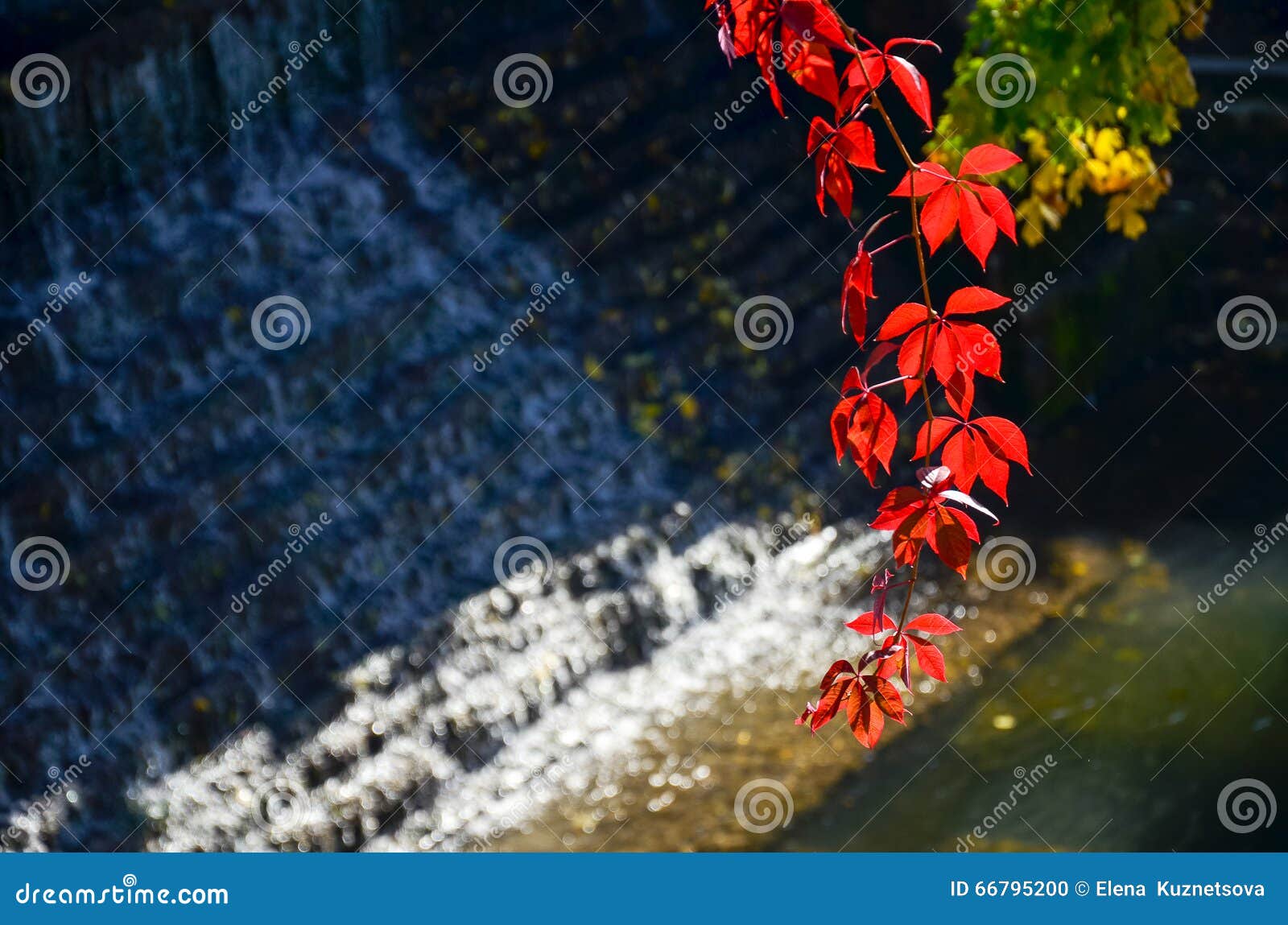 Wild Grape Vine. Red Grape Leaves. Stock Photo - Image of park, autumn ...