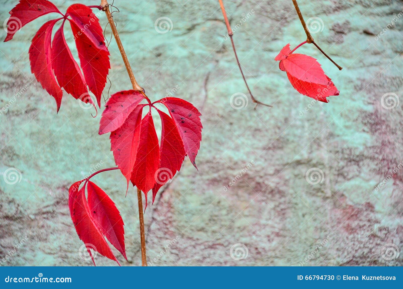 Wild Grape Vine. Red Grape Leaves. Stock Photo - Image of bright ...