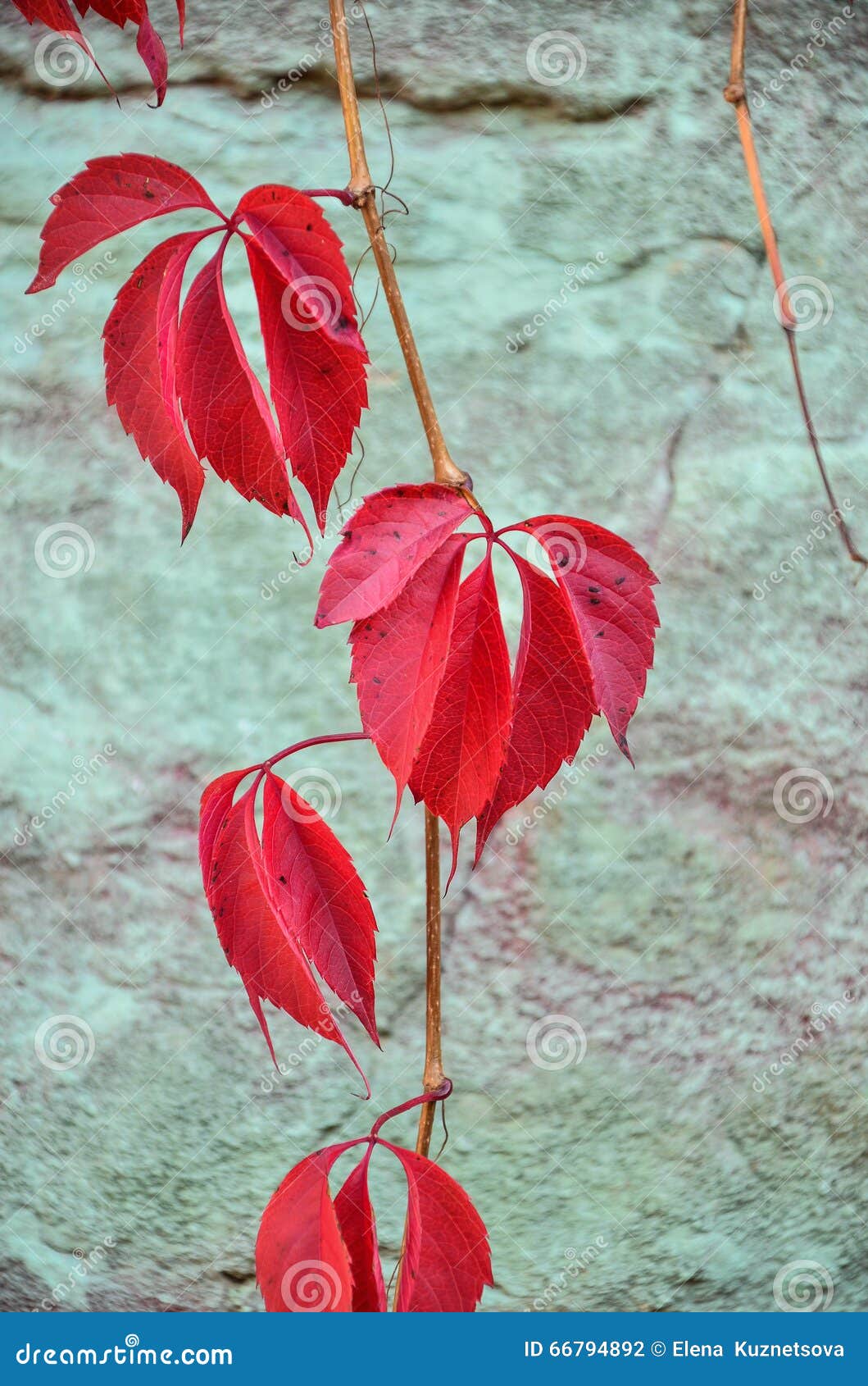 Wild Grape Vine. Red Grape Leaves. Stock Photo - Image of colorful ...