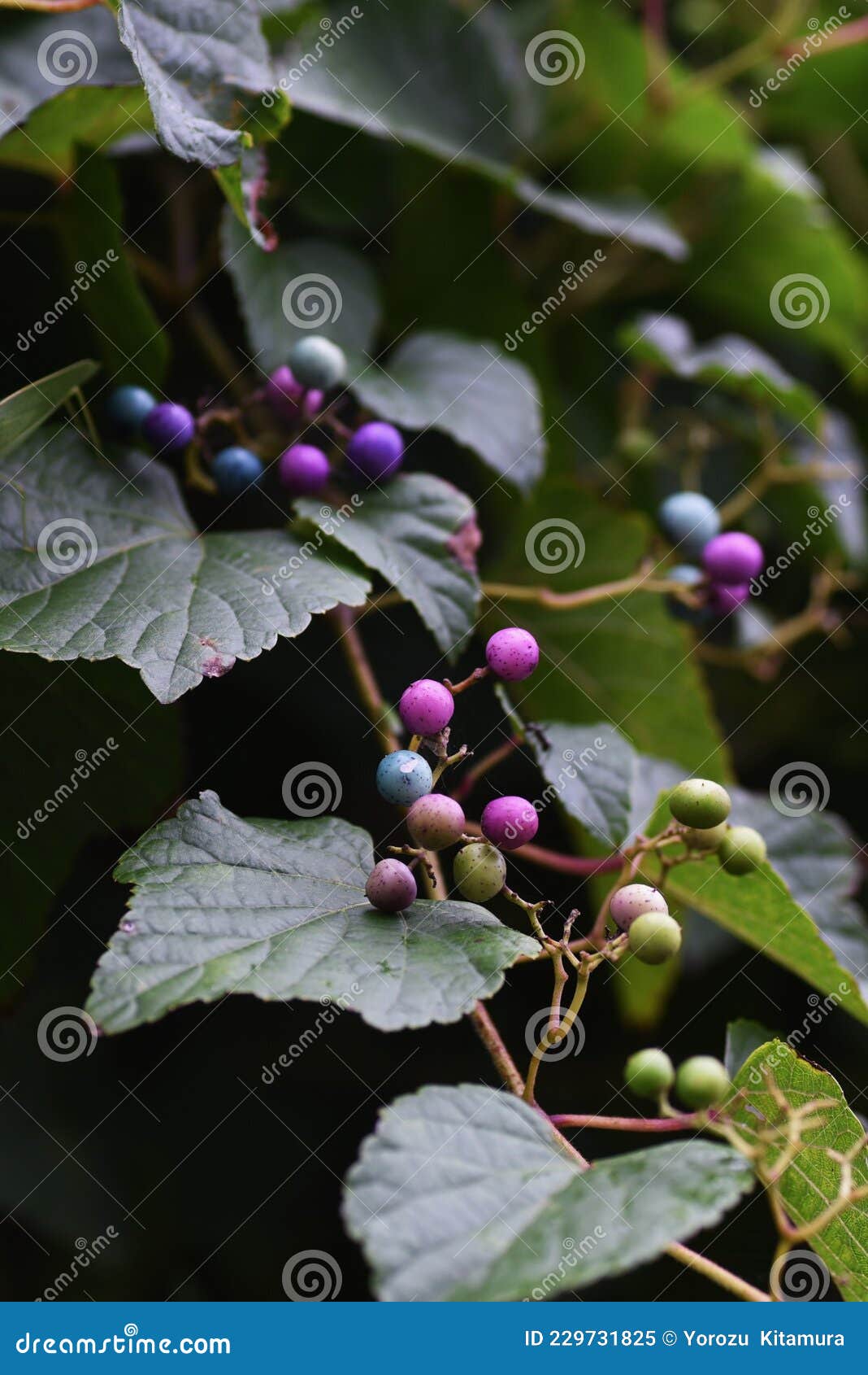 Wild grape vine. stock image. Image of berries, deciduous - 229731825