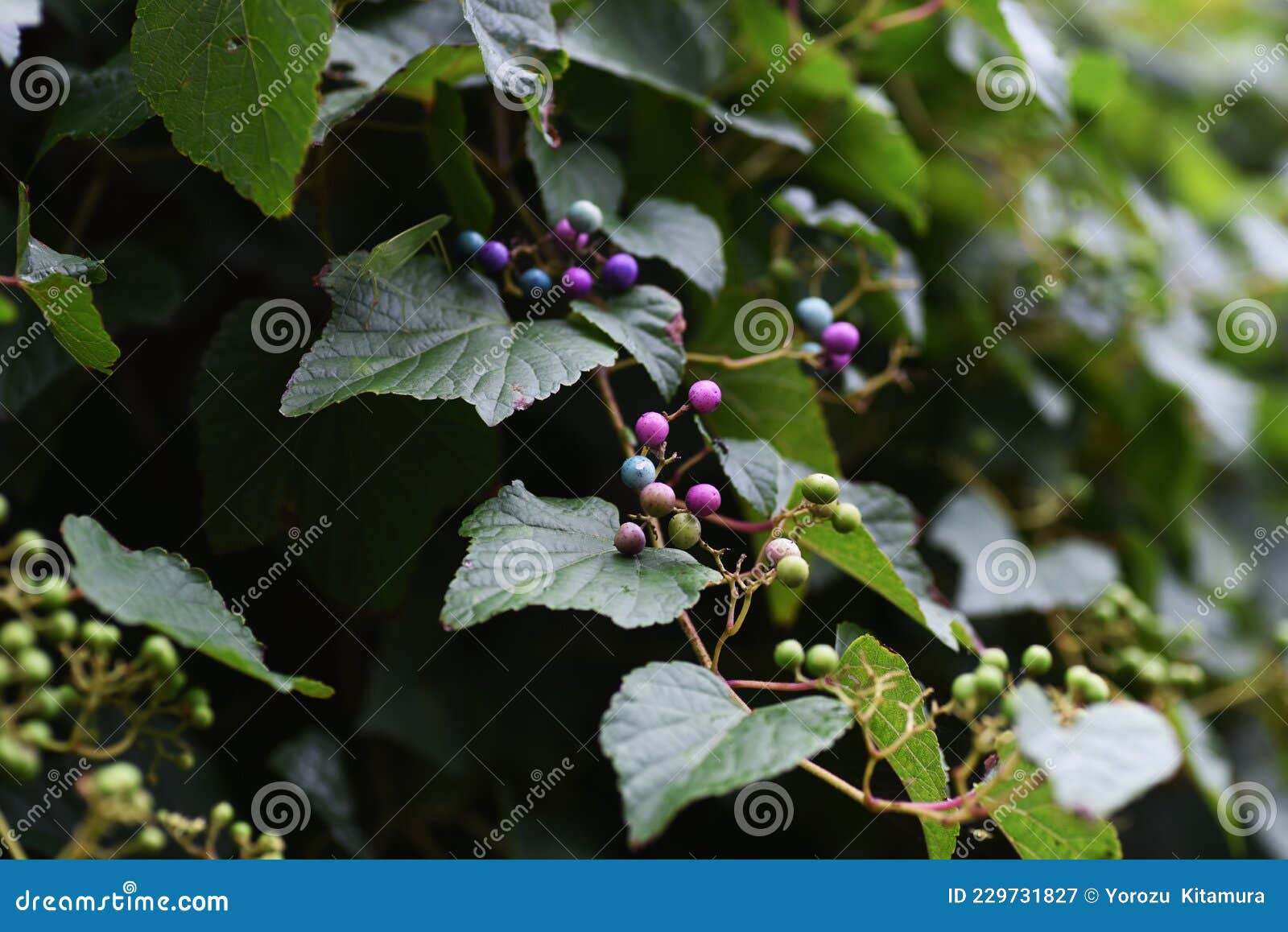 Wild grape vine. stock image. Image of closeup, decoration - 229731827