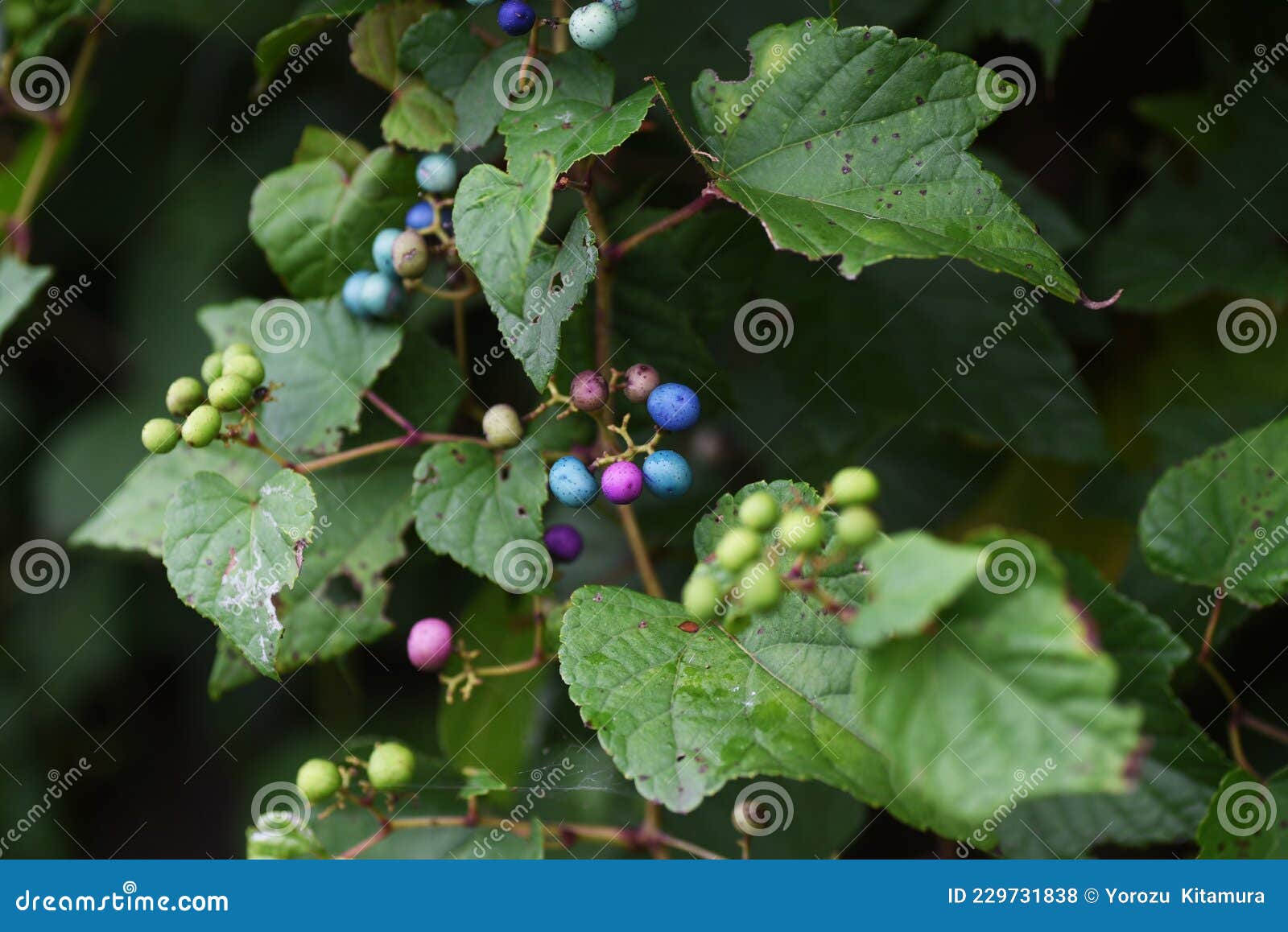 Wild grape vine. stock photo. Image of bright, fruit - 229731838