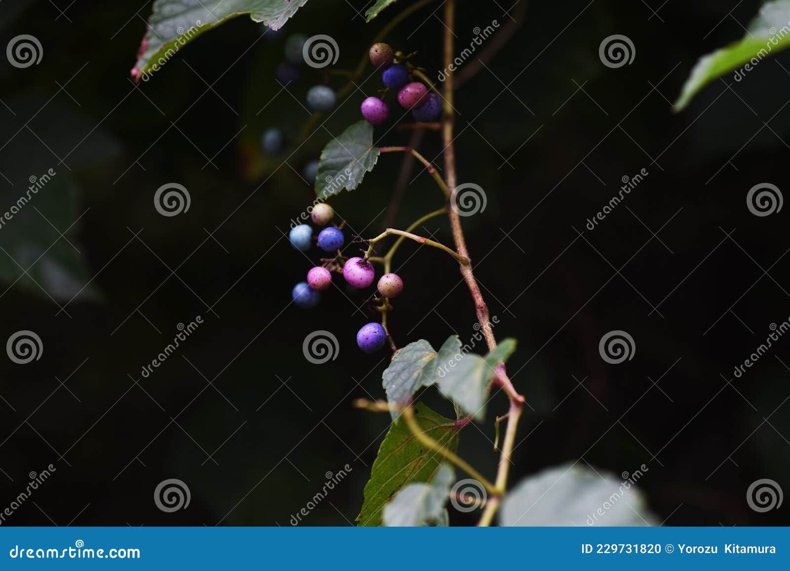 Wild grape vine. stock photo. Image of flora, colorful - 229731820