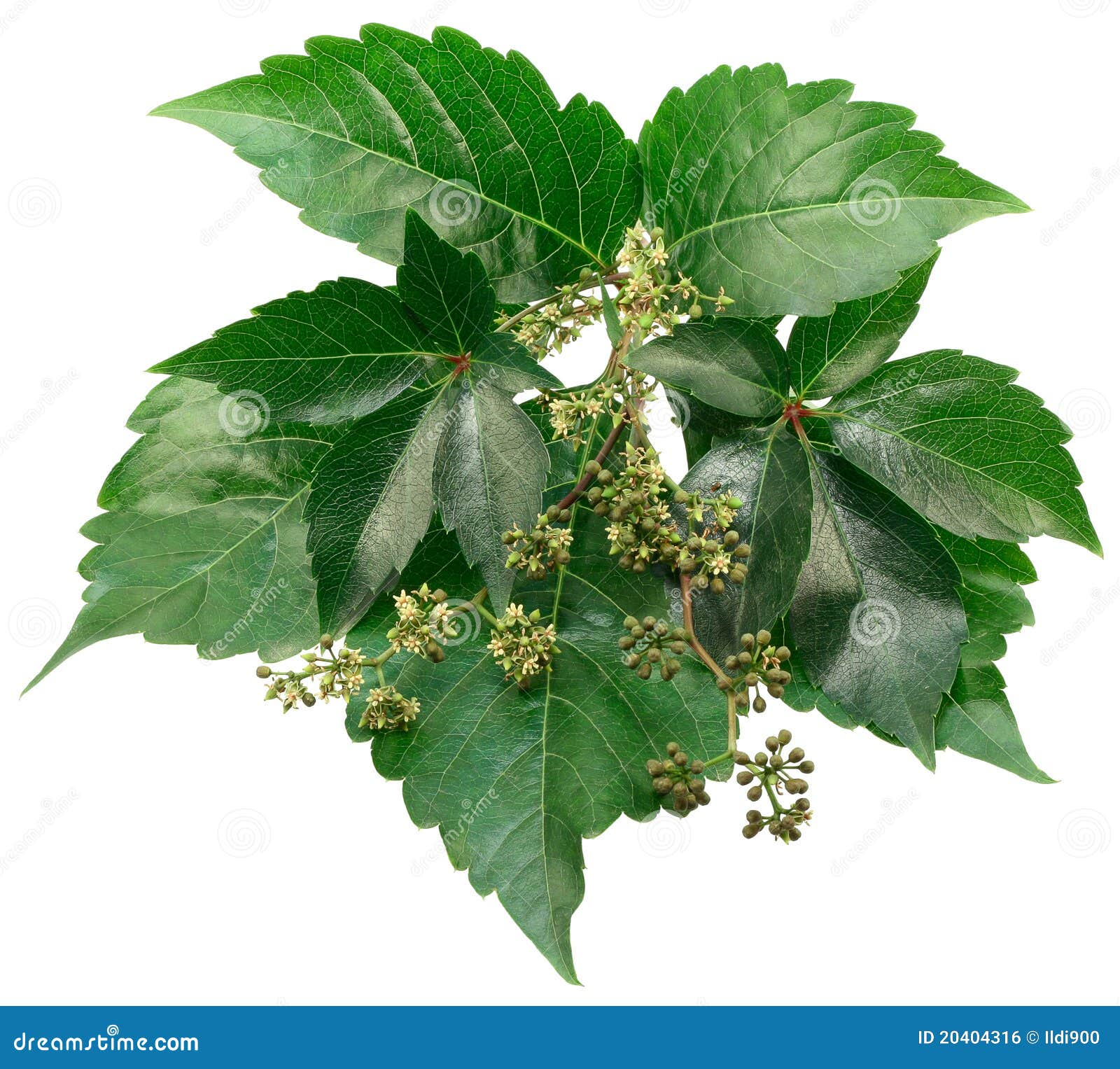 Wild Grape Vines in Blossom. Stock Photo - Image of leaves, wild: 20404316