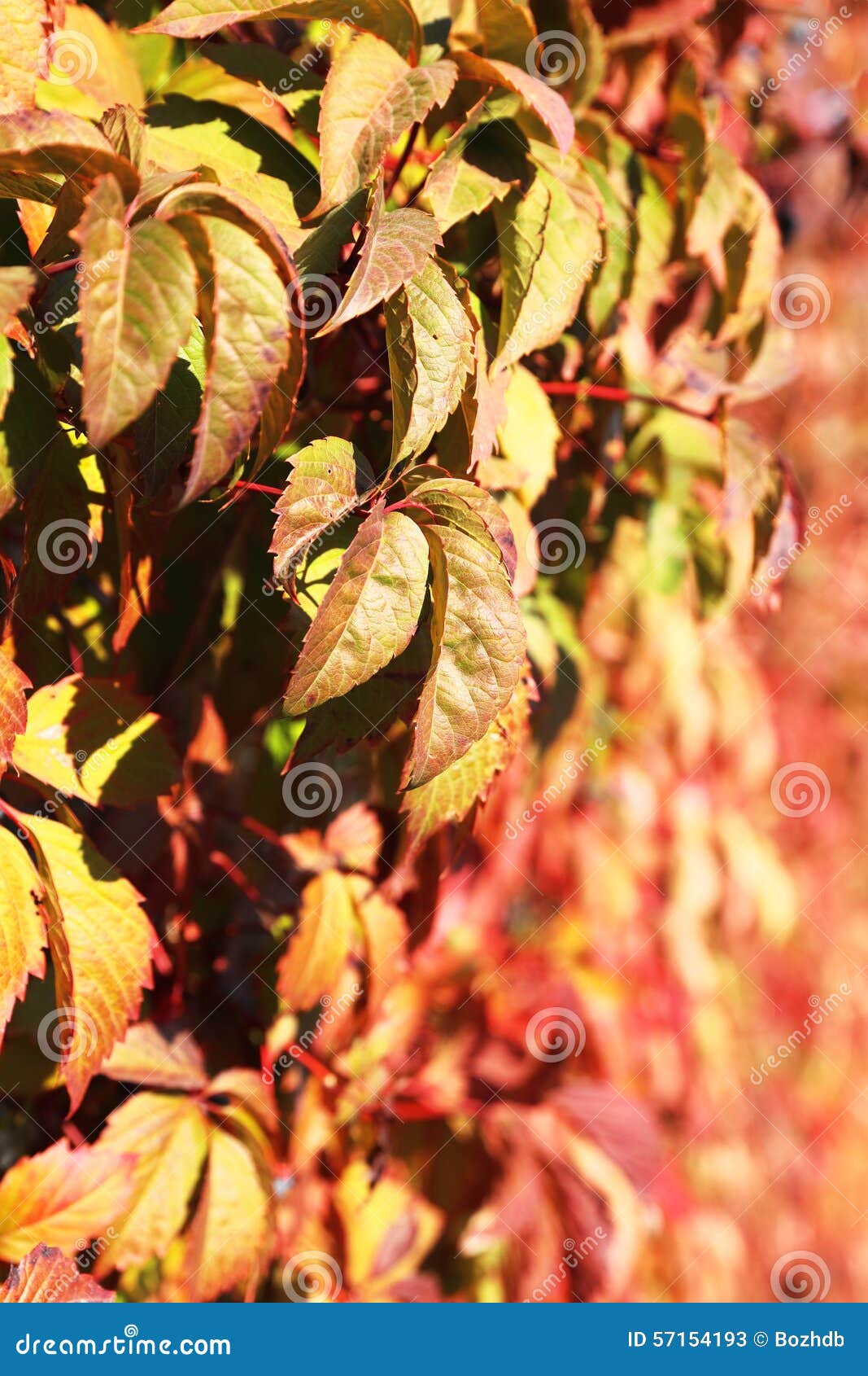 Wild grape on a wall stock image. Image of background - 57154193