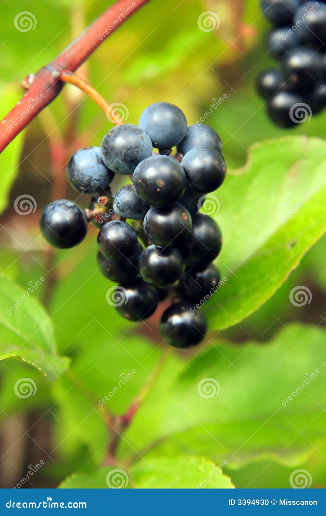 Wild grapes stock photo. Image of aliment, ingredient - 3394930