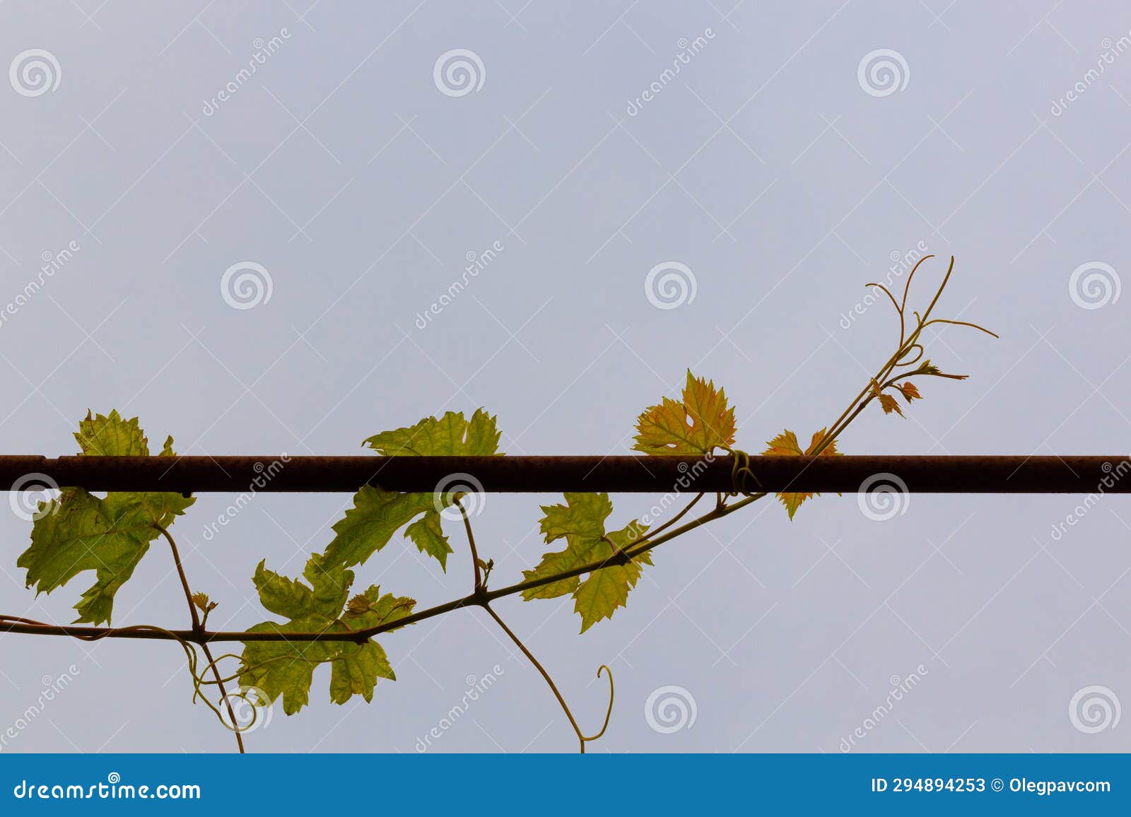 Wild Grapes Climb Along a Long Stick Stock Image - Image of vine ...