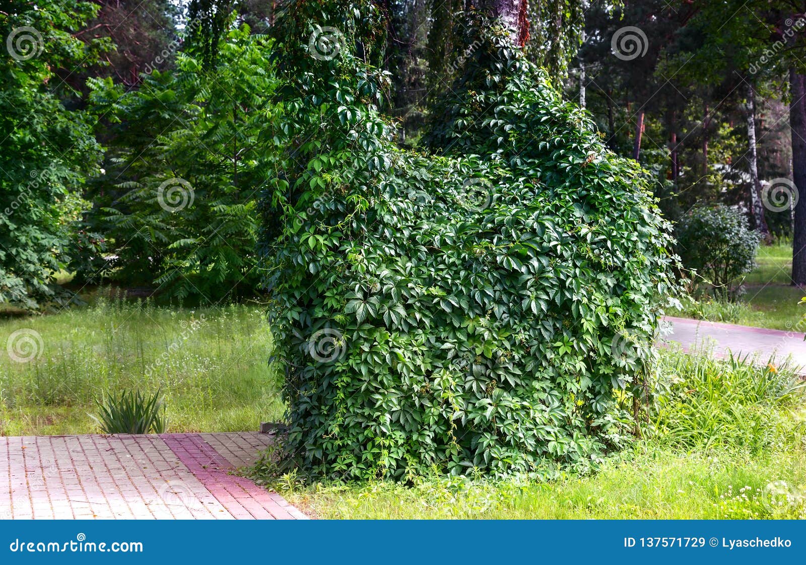 Wild Grapes, Densely Entwining the Tree Trunk Stock Image - Image of ...