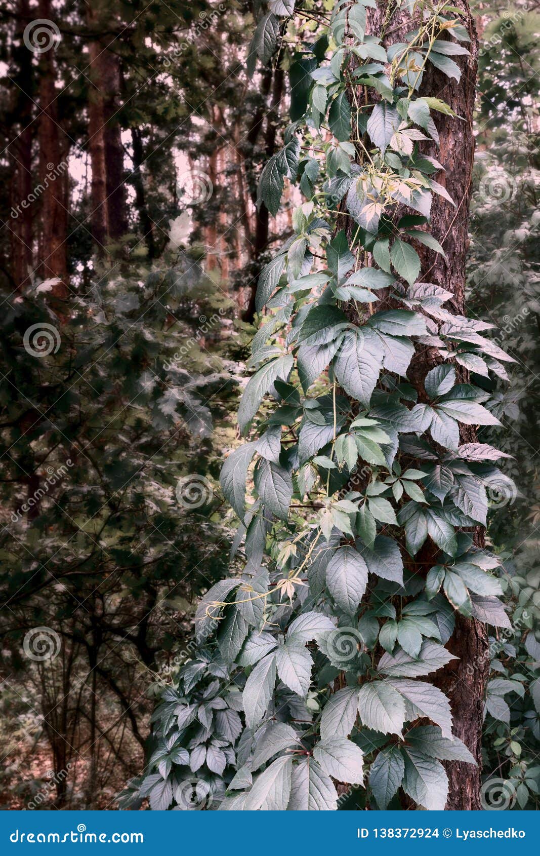 Wild Grapes, Densely Entwining the Tree Trunk Stock Photo - Image of ...