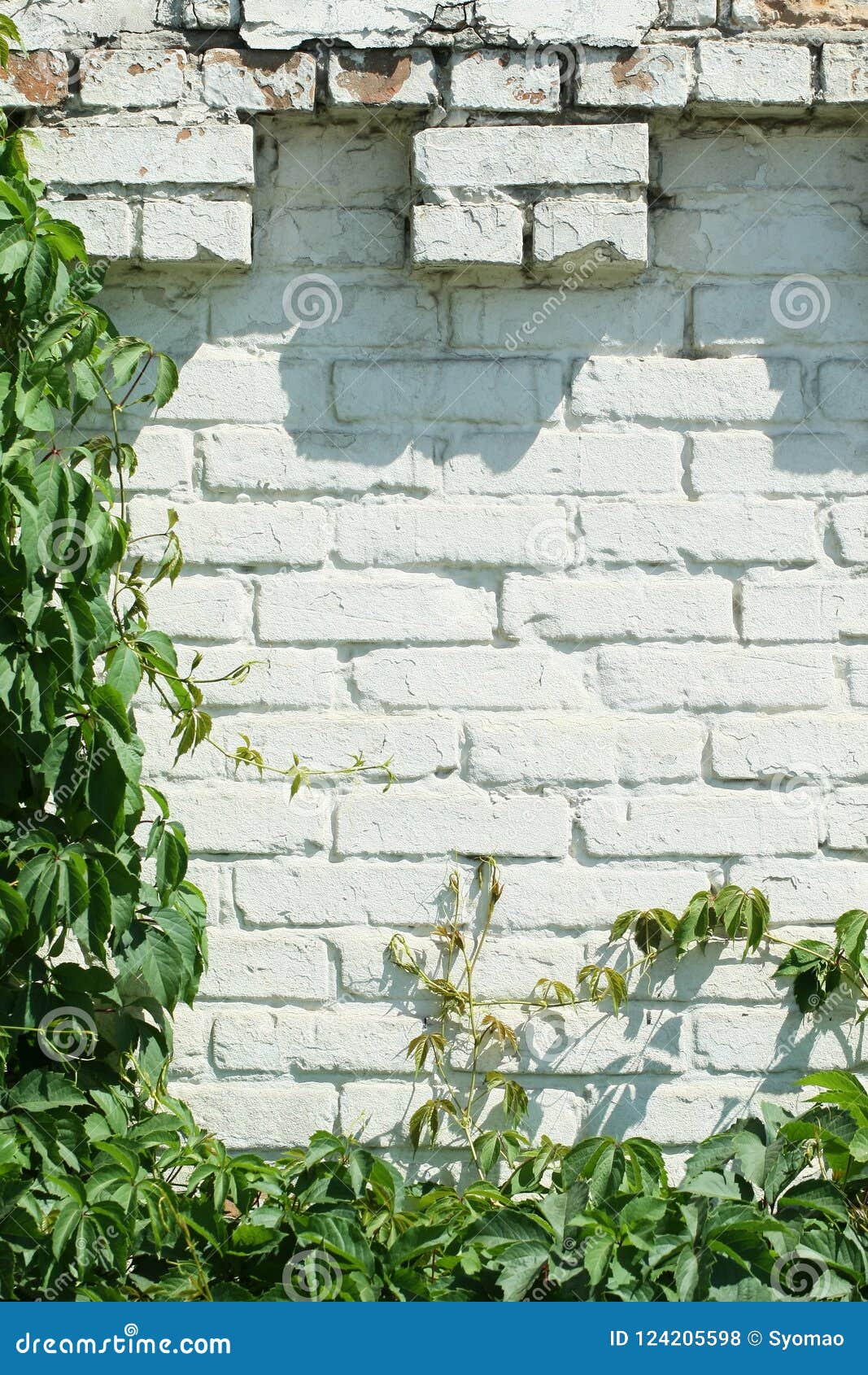 Wild Grapes on a White Brick Wall Stock Photo - Image of plant, garden ...