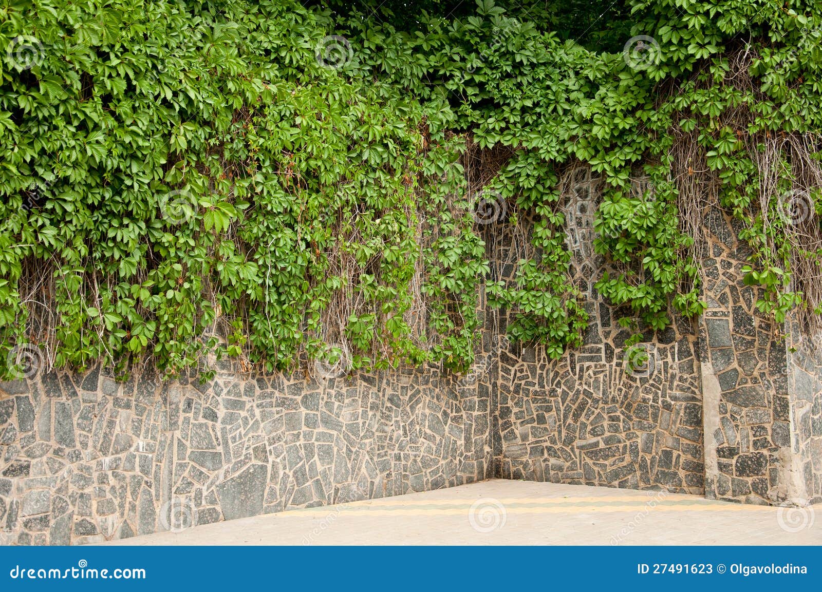 Wild grapes on stone wall stock image. Image of flora - 27491623