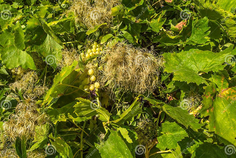 Wild grapes stock image. Image of growing, closeup, grape - 59595709