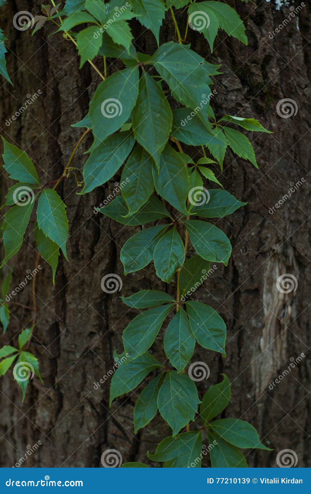 Wild grapes in the woods stock image. Image of agriculture - 77210139