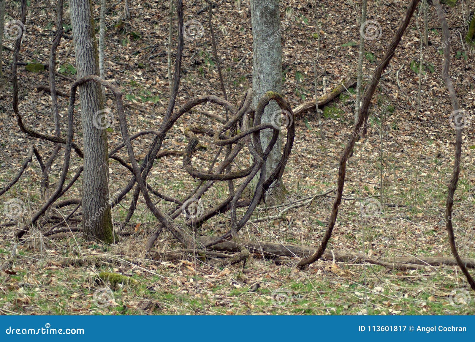 A tangled mess stock image. Image of natural, colorful - 113601817