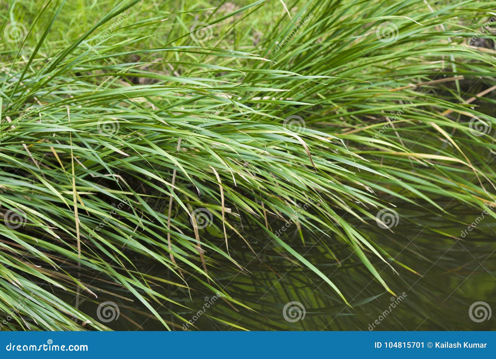 Wild Gras stock afbeelding. Image of leven, groen, installatie - 104815701