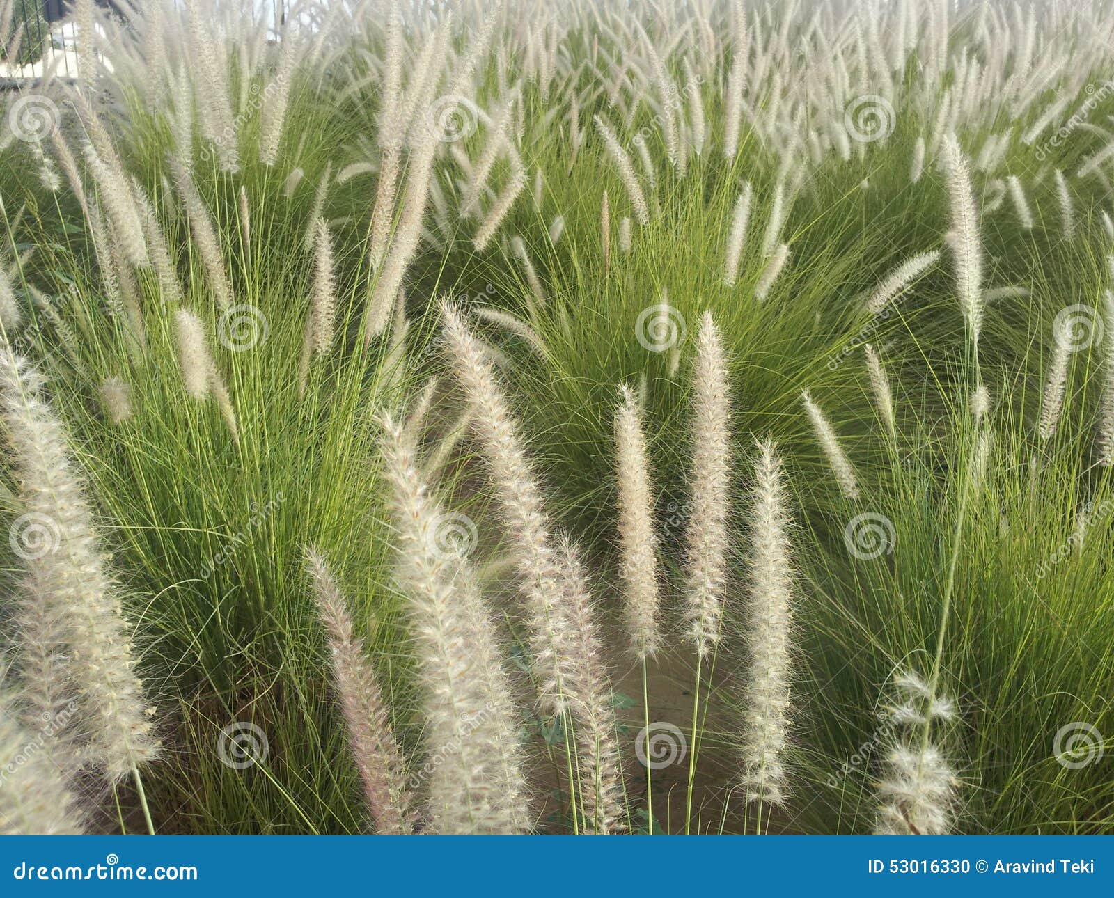 Wild Gras stock foto. Image of installatie, toneel, wild - 53016330