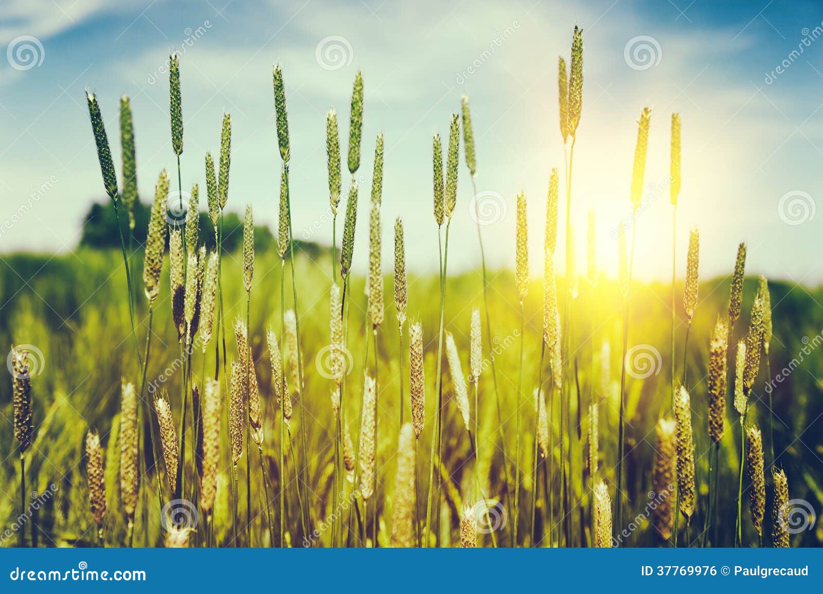 Wild Gras Bij De Zomerzonsondergang Stock Foto - Image of buiten ...
