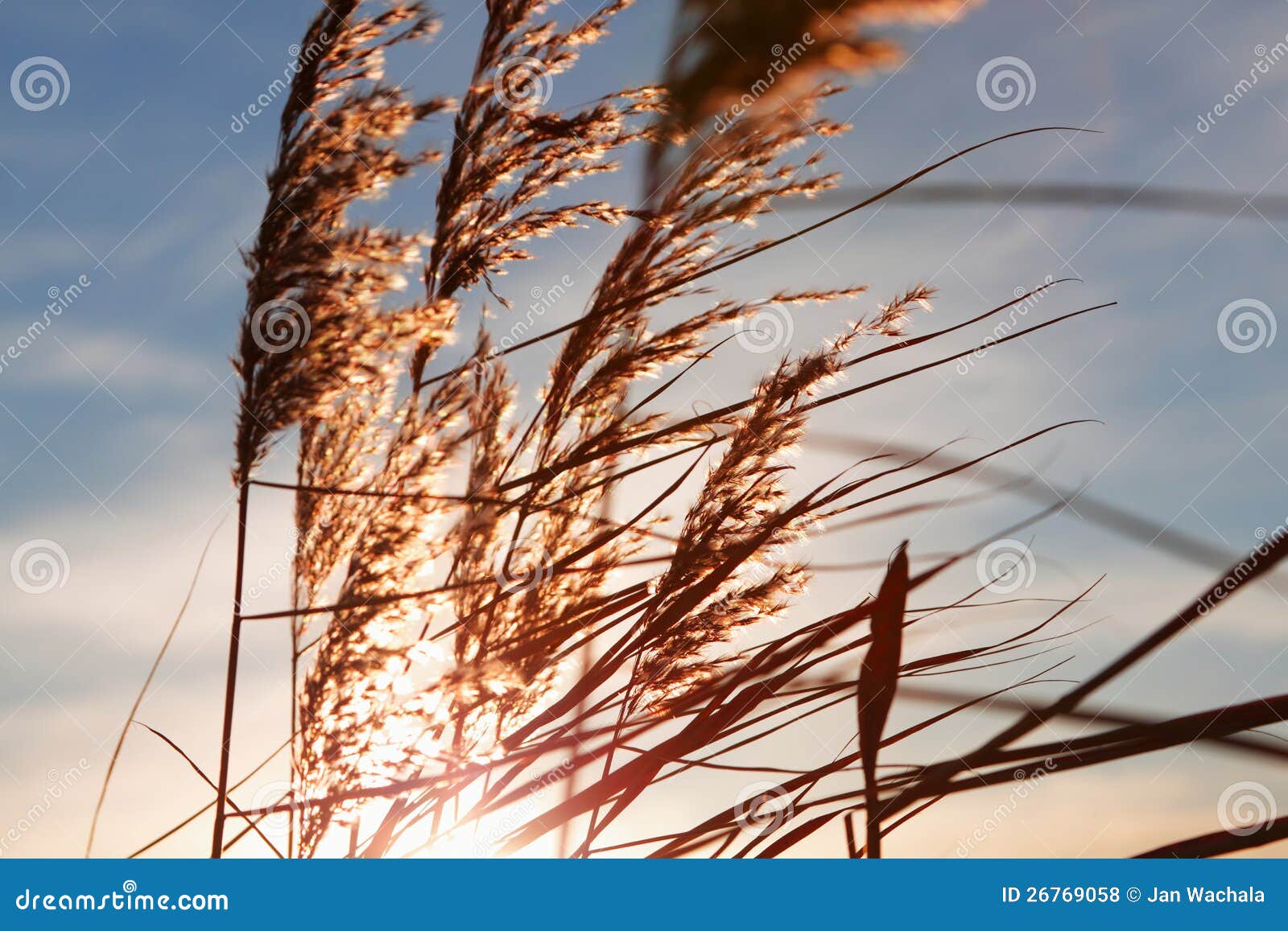 Wild Gras Bij Zonsondergang Stock Foto - Image of blauw, bloeien: 26769058