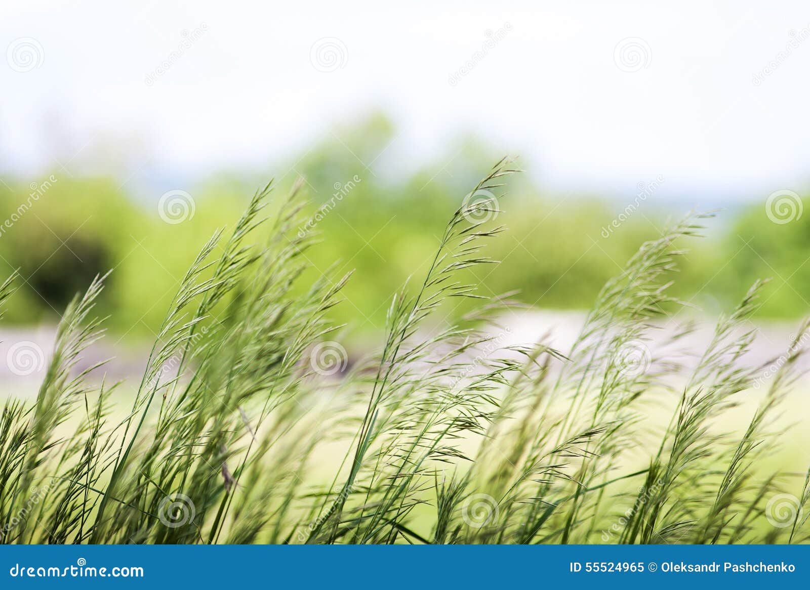Wild gras1 stock image. Image of bright, freshness, meadow - 55524965