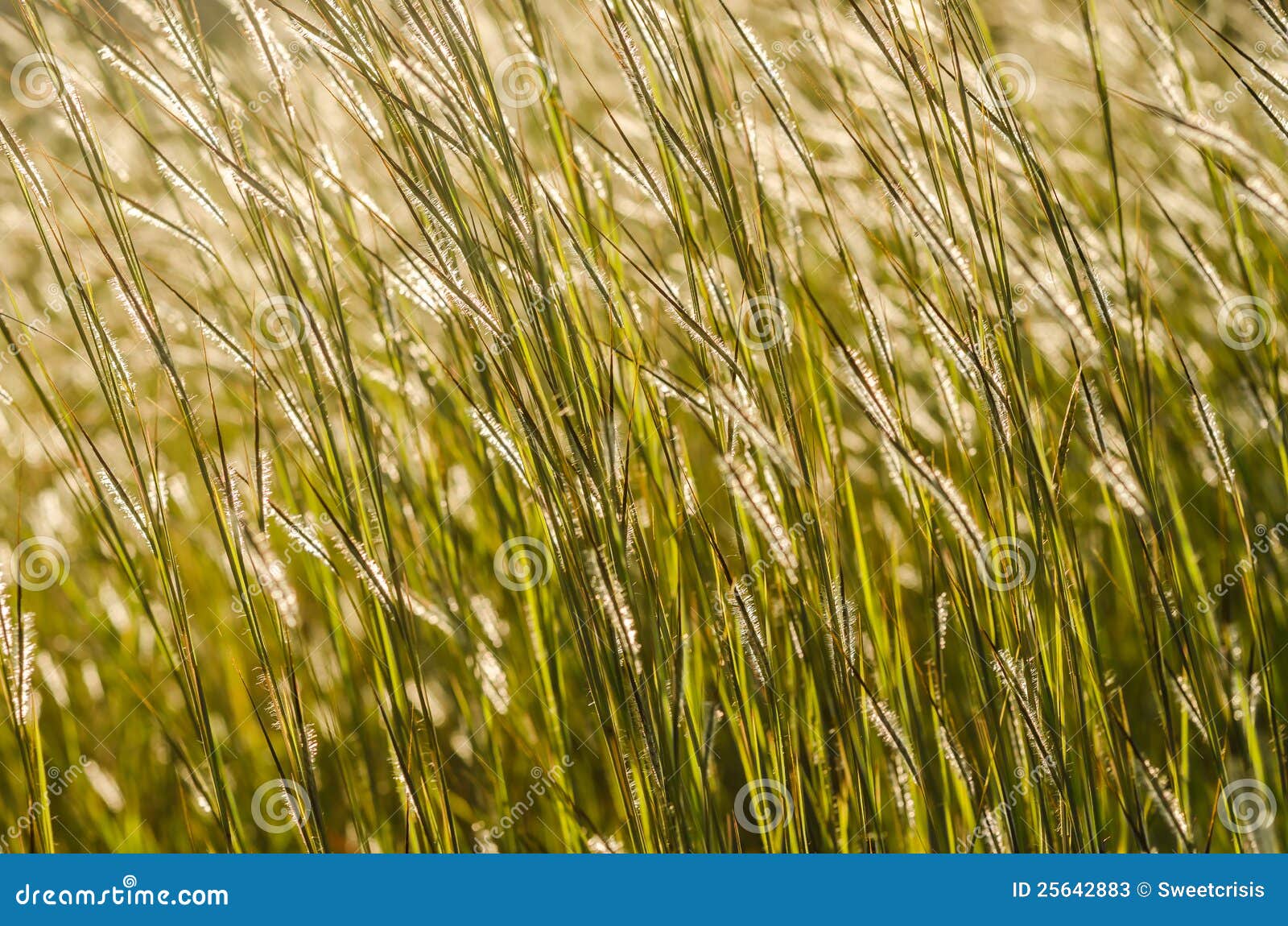 Wild Gras in Heldere Zonsondergang Stock Afbeelding - Image of zomer ...