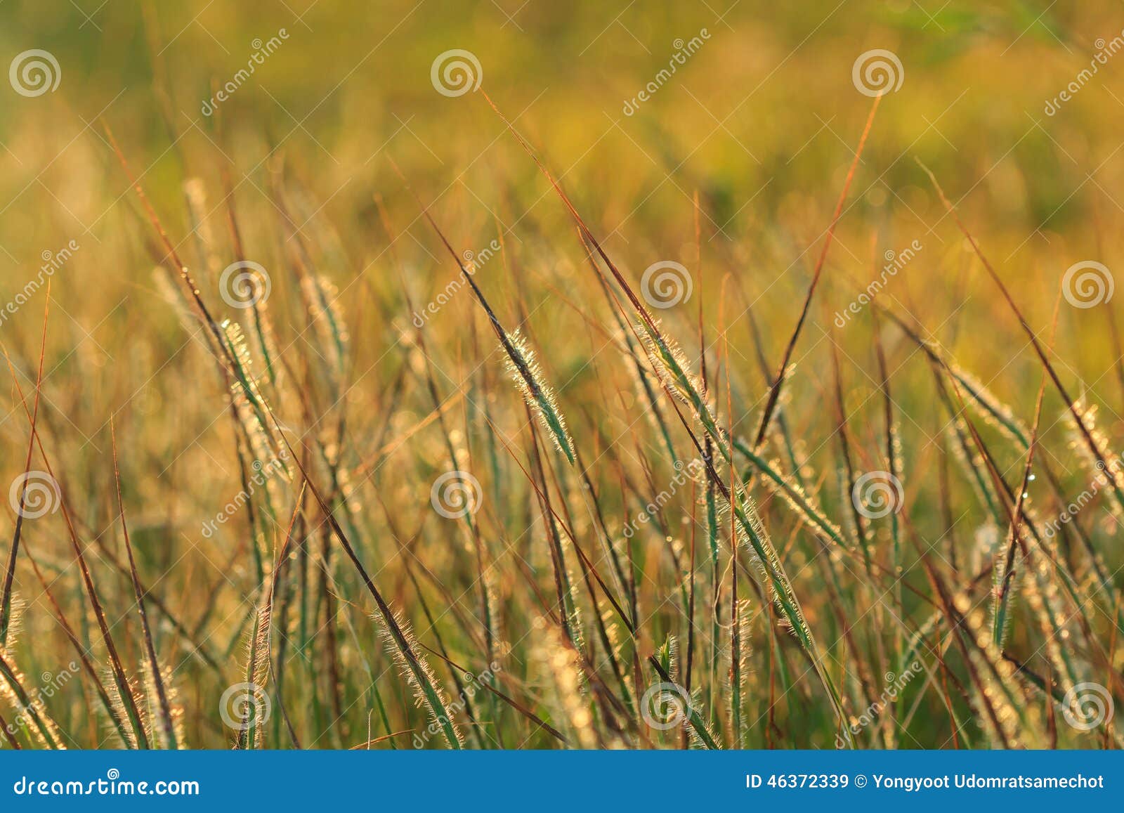 Wild Gras in Heldere Zonsondergang Stock Afbeelding - Image of licht ...