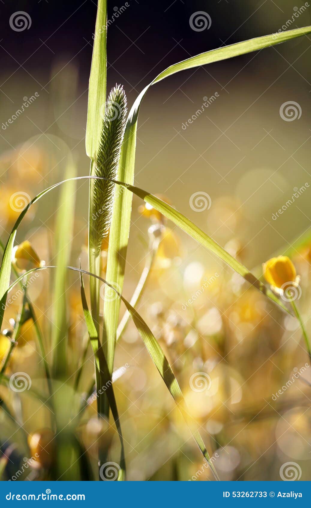 Wild Gras - Timoteegras-Gras (Phleum Pratense) Stock Afbeelding - Image ...