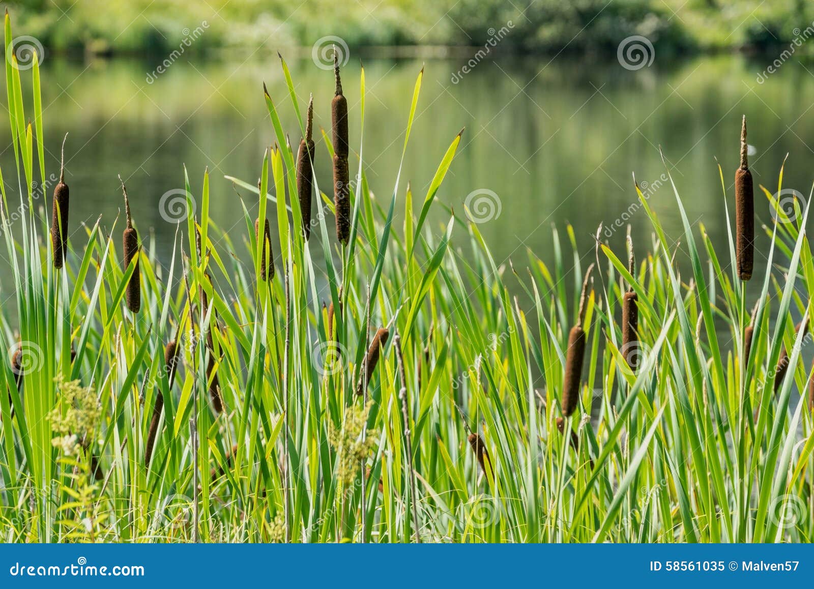 Wild Gras Van Een Riet Op Het Meer Stock Afbeelding - Image of ...