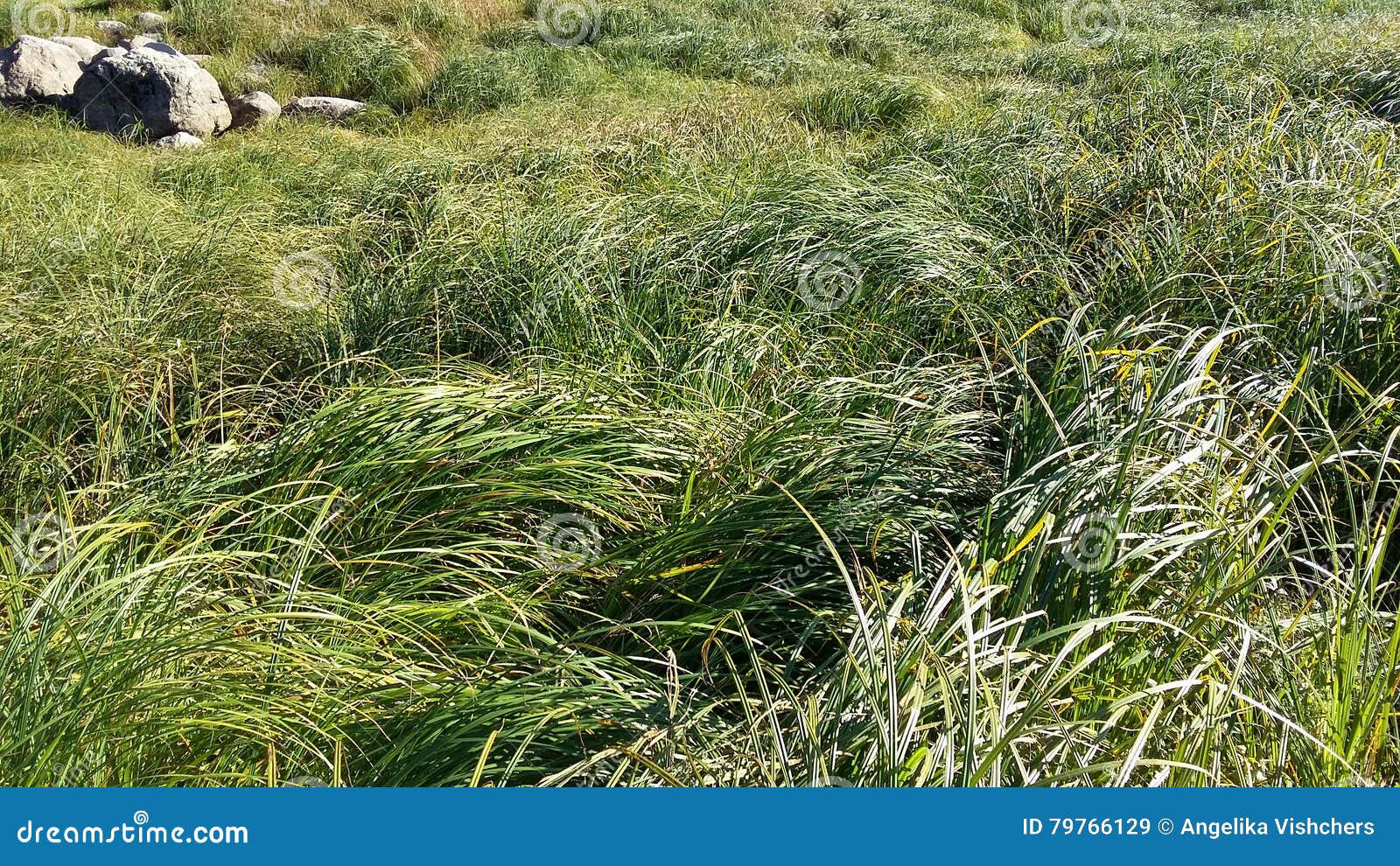 Wild gras stock image. Image of wilde, windy, green, wild - 79766129