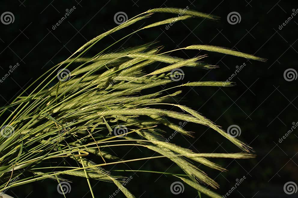 Wild grass stock image. Image of stem, nature, leaf, bunch - 146353