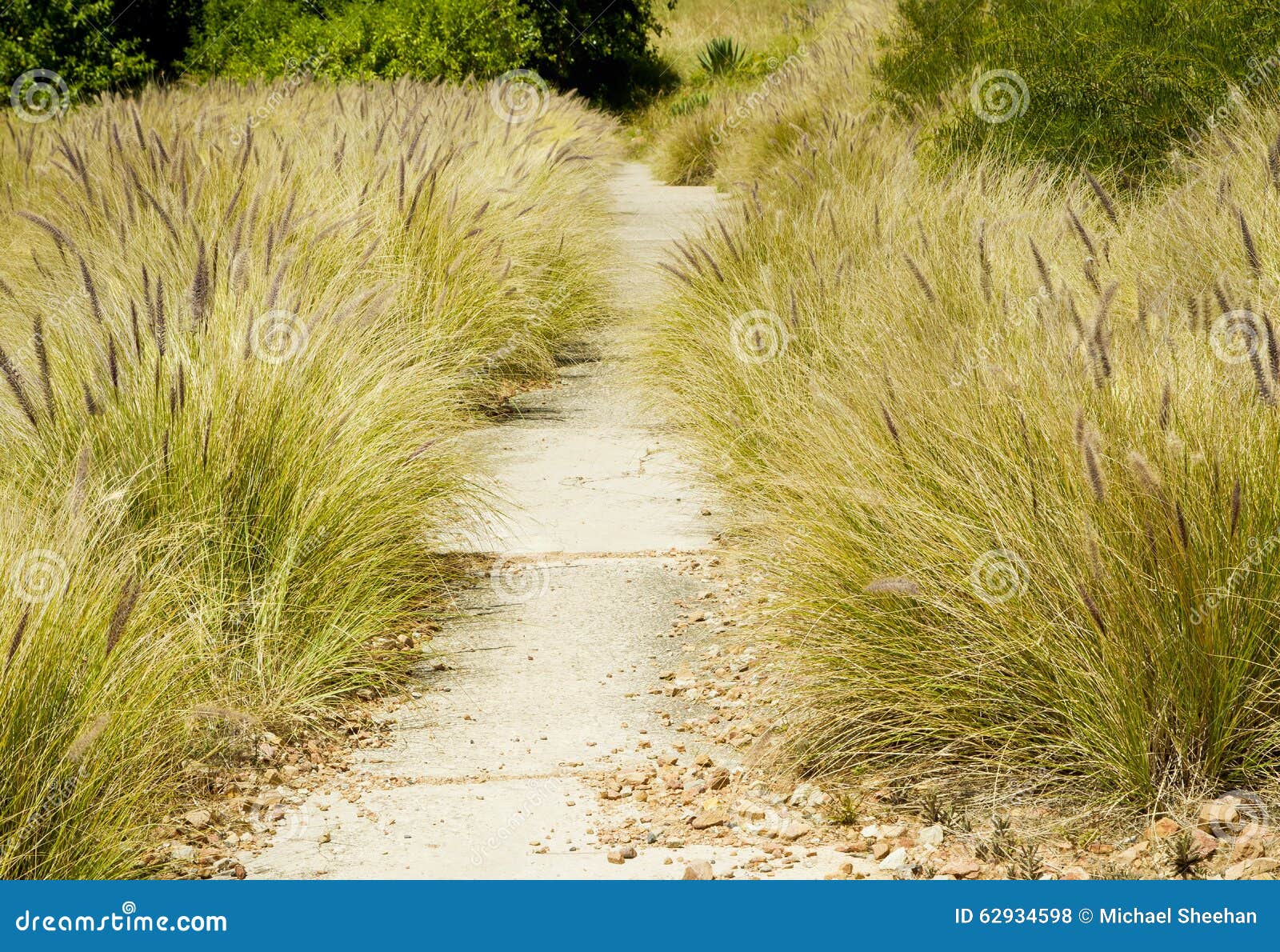 Wild grass along a pathway stock photo. Image of blossom - 62934598