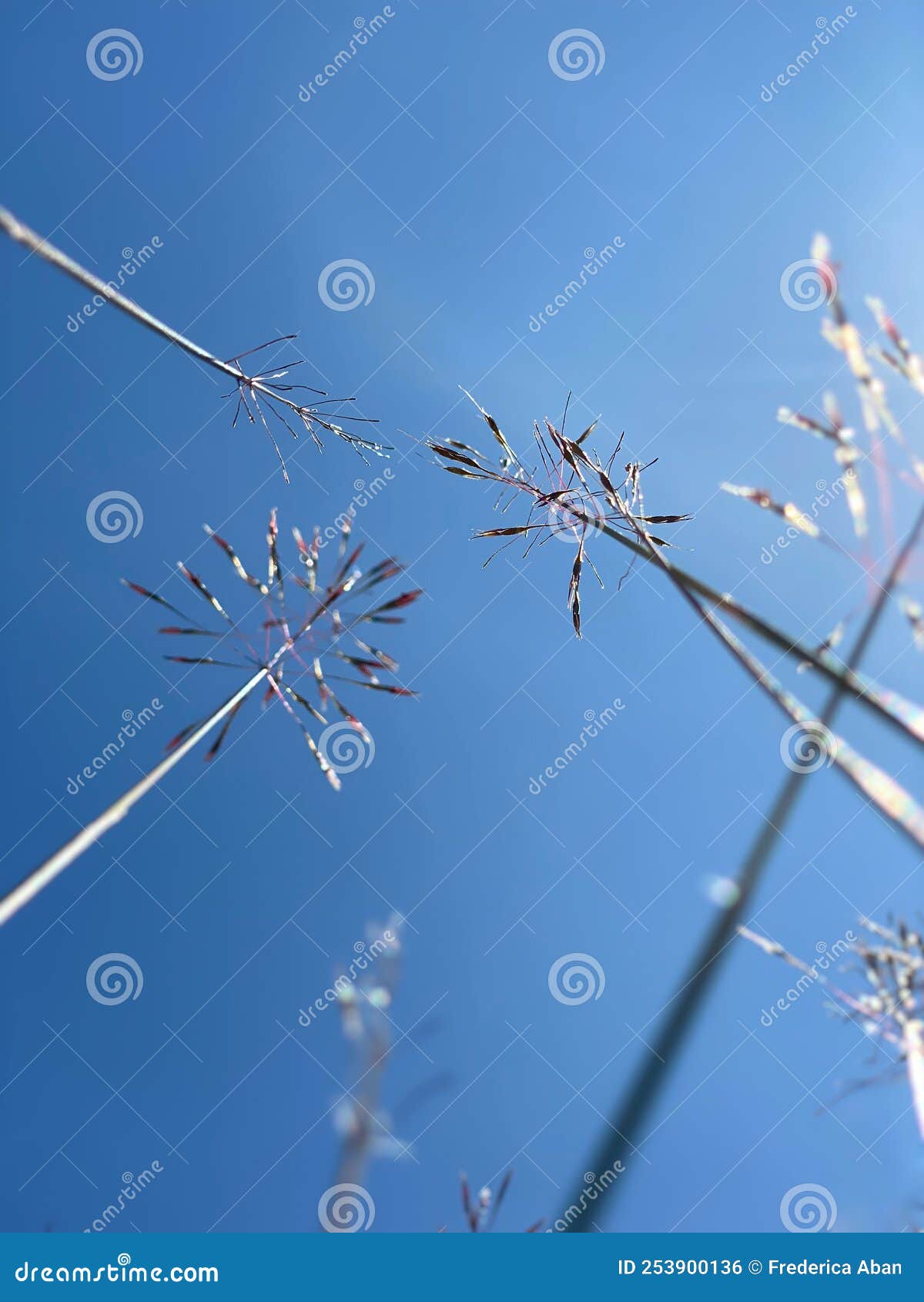 Wild Grass Also Known As Chrysopogon Flower with Sky Background. Stock ...